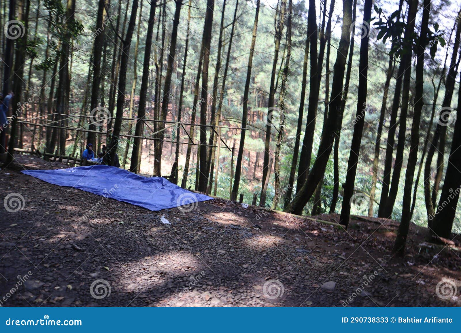 Thousands of Trees during the Day Editorial Stock Photo - Image of ...