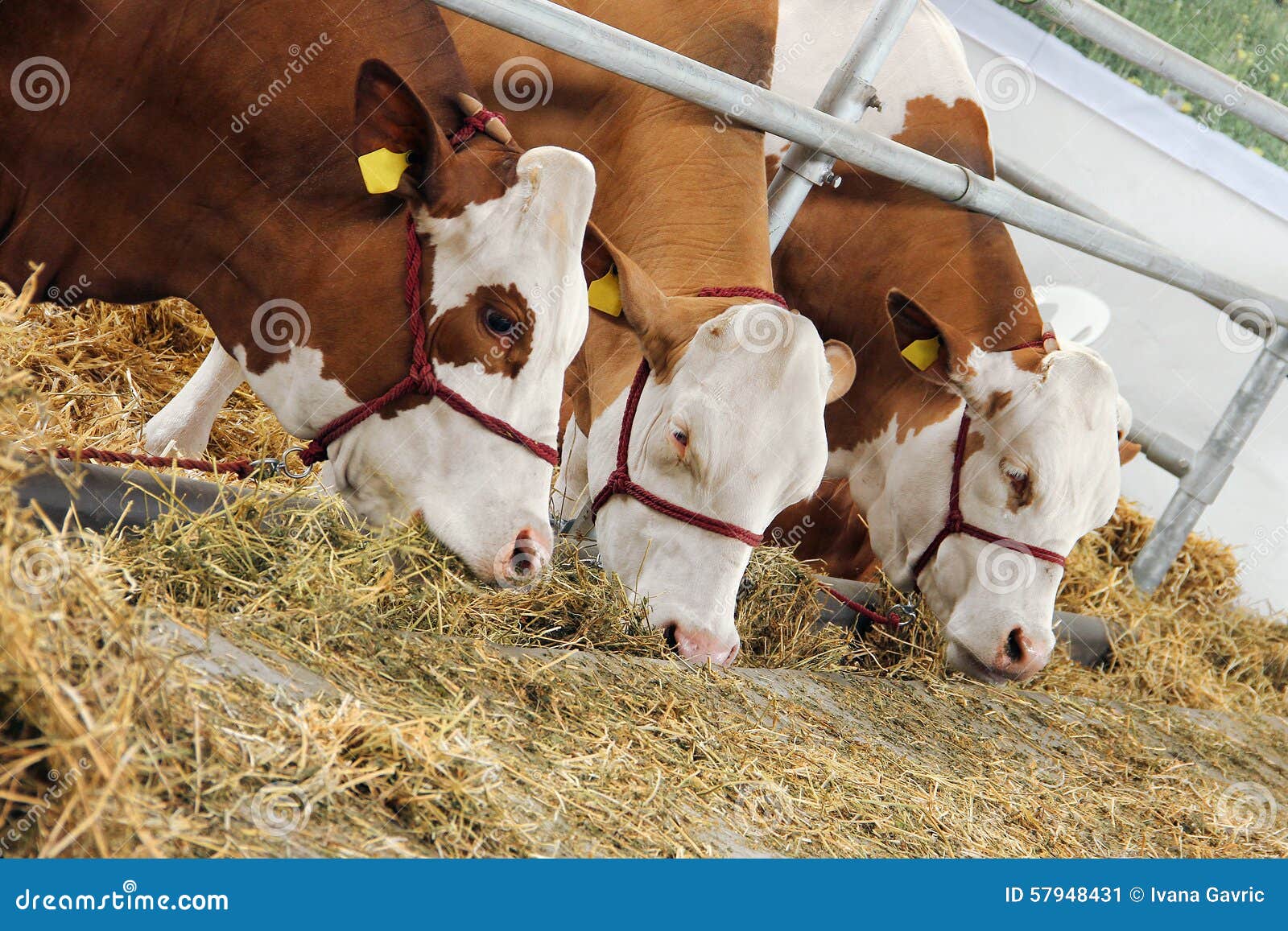 Three cows eating hay stock image. Image of livestock - 57948431