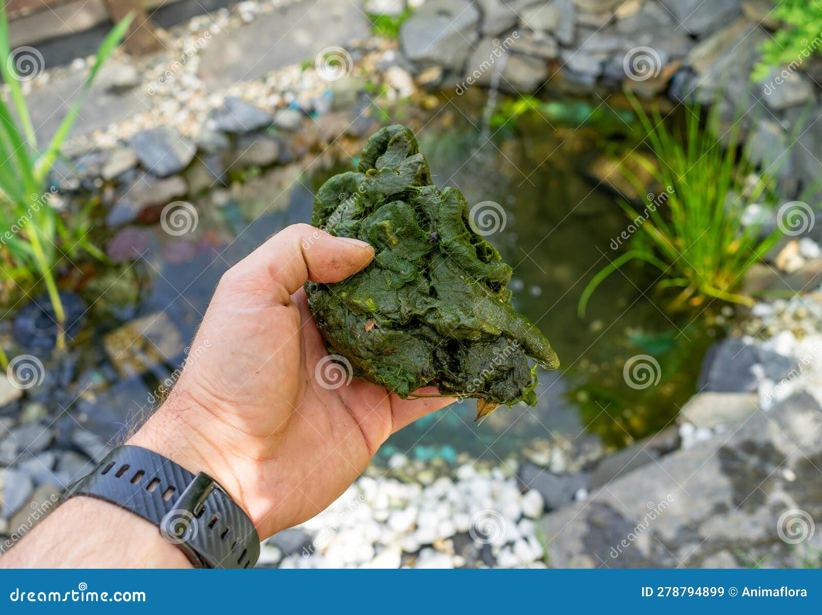 Thread Algae Plague in the Garden Pond Stock Image - Image of ecology ...