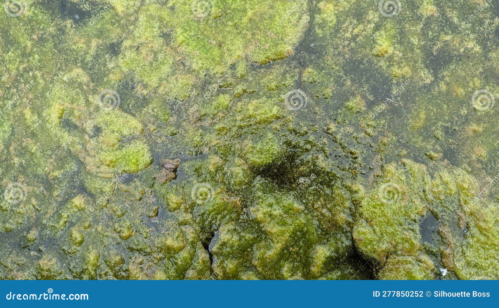 Thread Algae on the Water in the Pond, Green Floating Algae in the Pond ...
