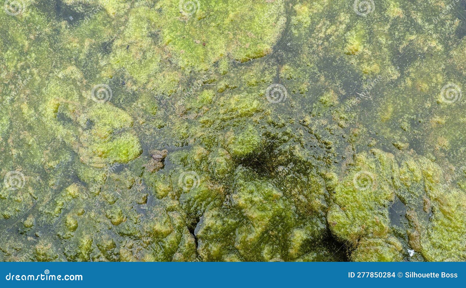 Thread Algae on the Water in the Pond, Green Floating Algae in the Pond ...