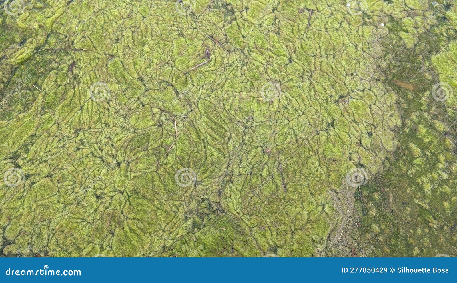 Thread Algae on the Water in the Pond, Green Floating Algae in the Pond ...