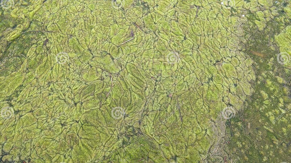 Thread Algae on the Water in the Pond, Green Floating Algae in the Pond ...