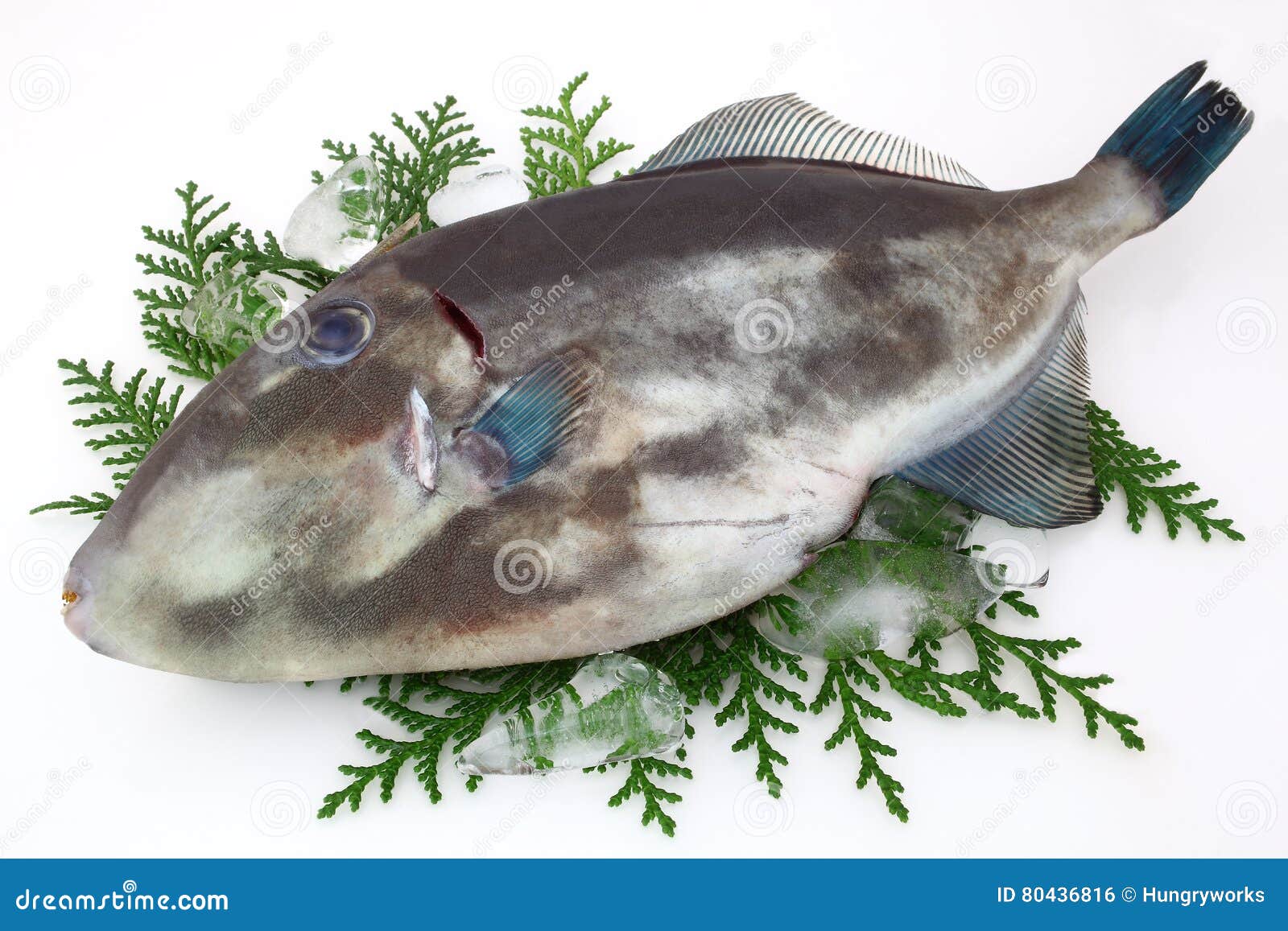 Thread-sail filefish stock photo. Image of seafood, sail - 80436816