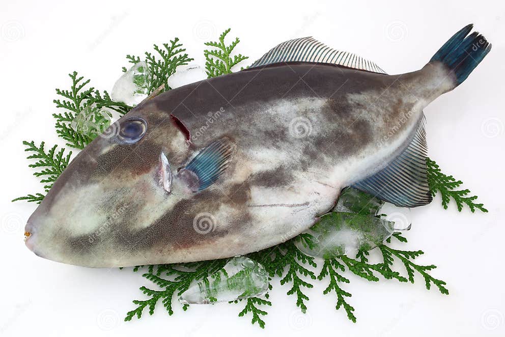 Thread-sail filefish stock photo. Image of seafood, sail - 80436816