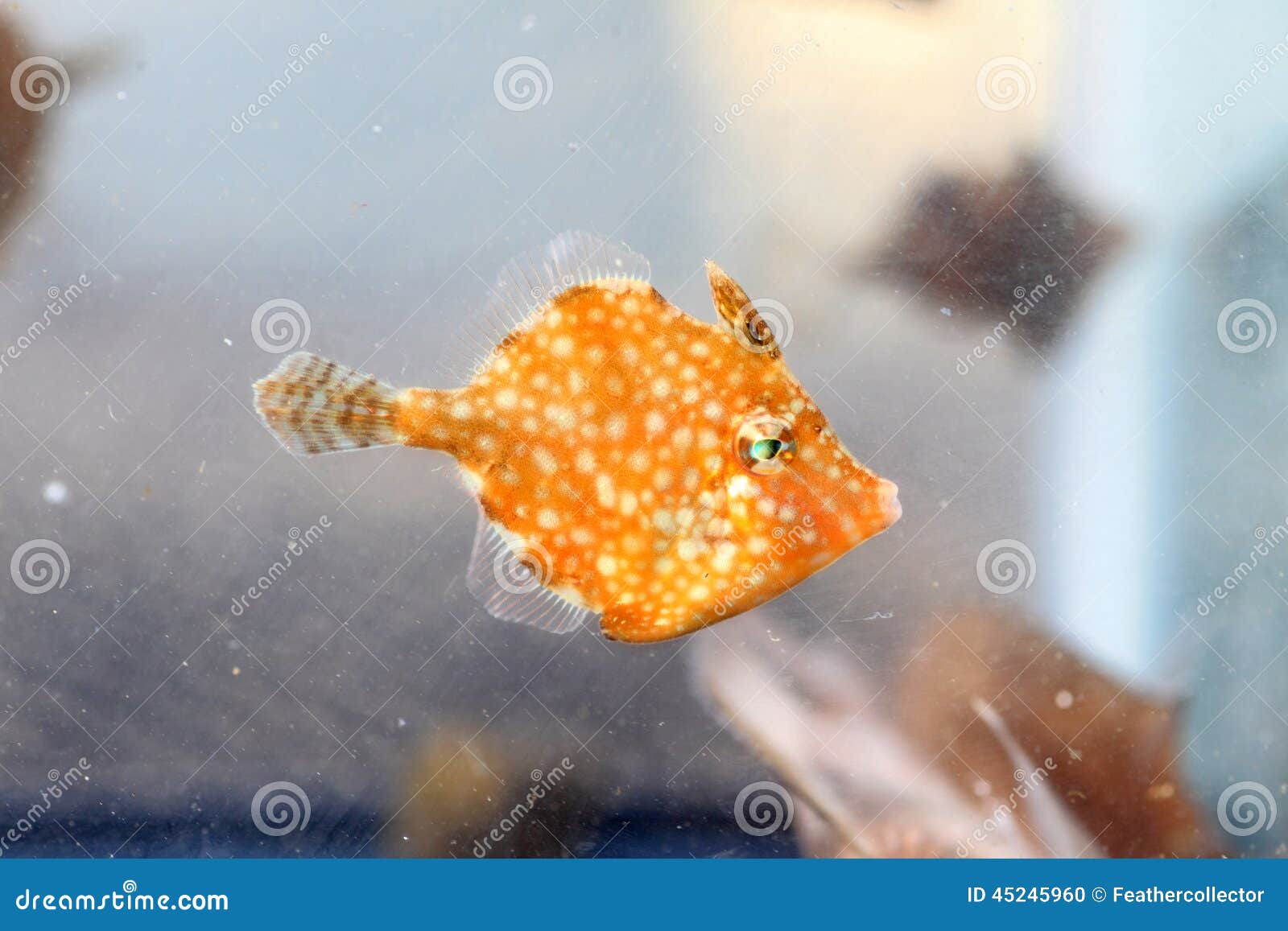 Thread-sail filefish stock photo. Image of fishing, fish - 45245960