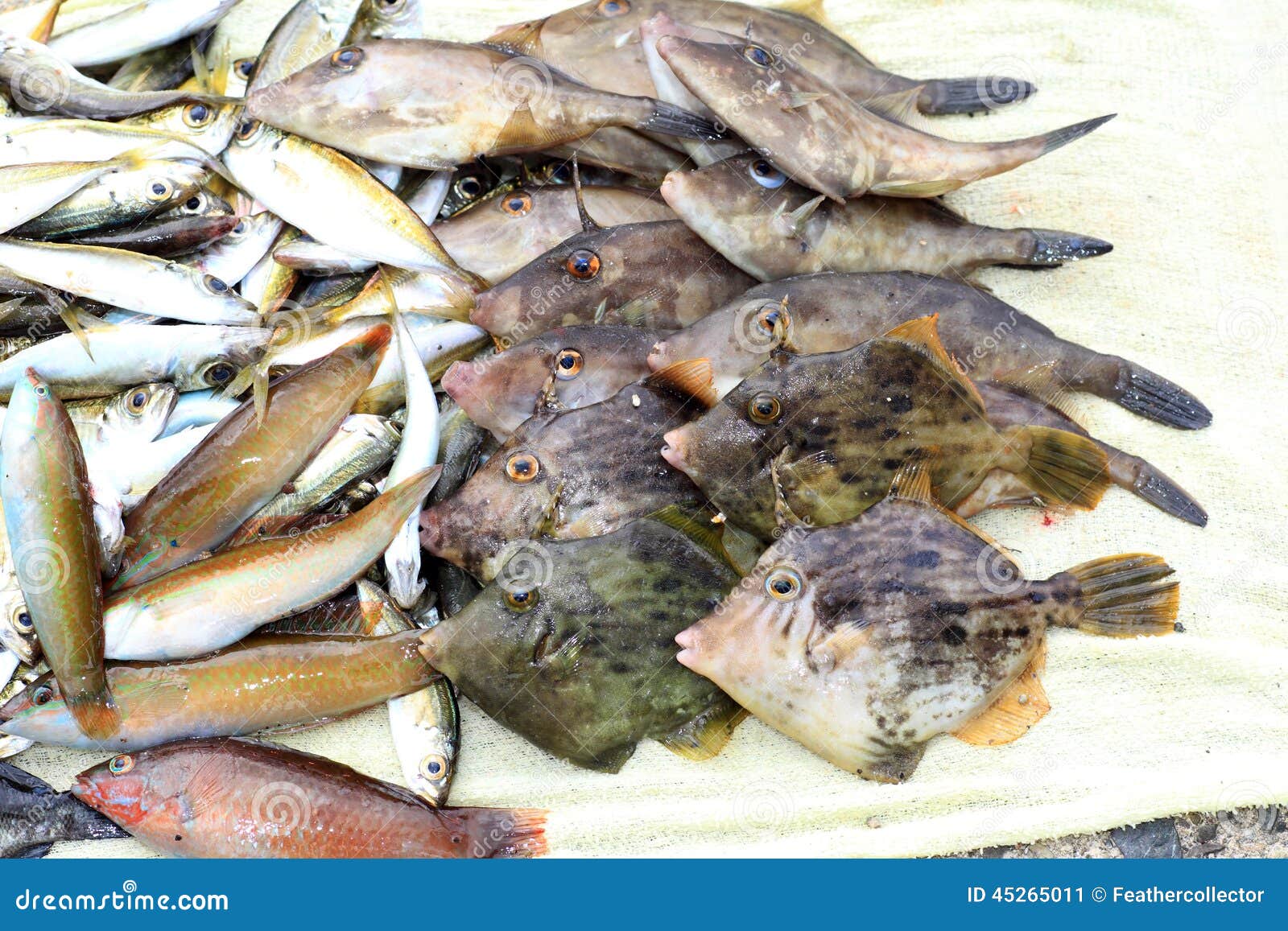 Thread-sail filefish stock image. Image of japan, ocean - 45265011