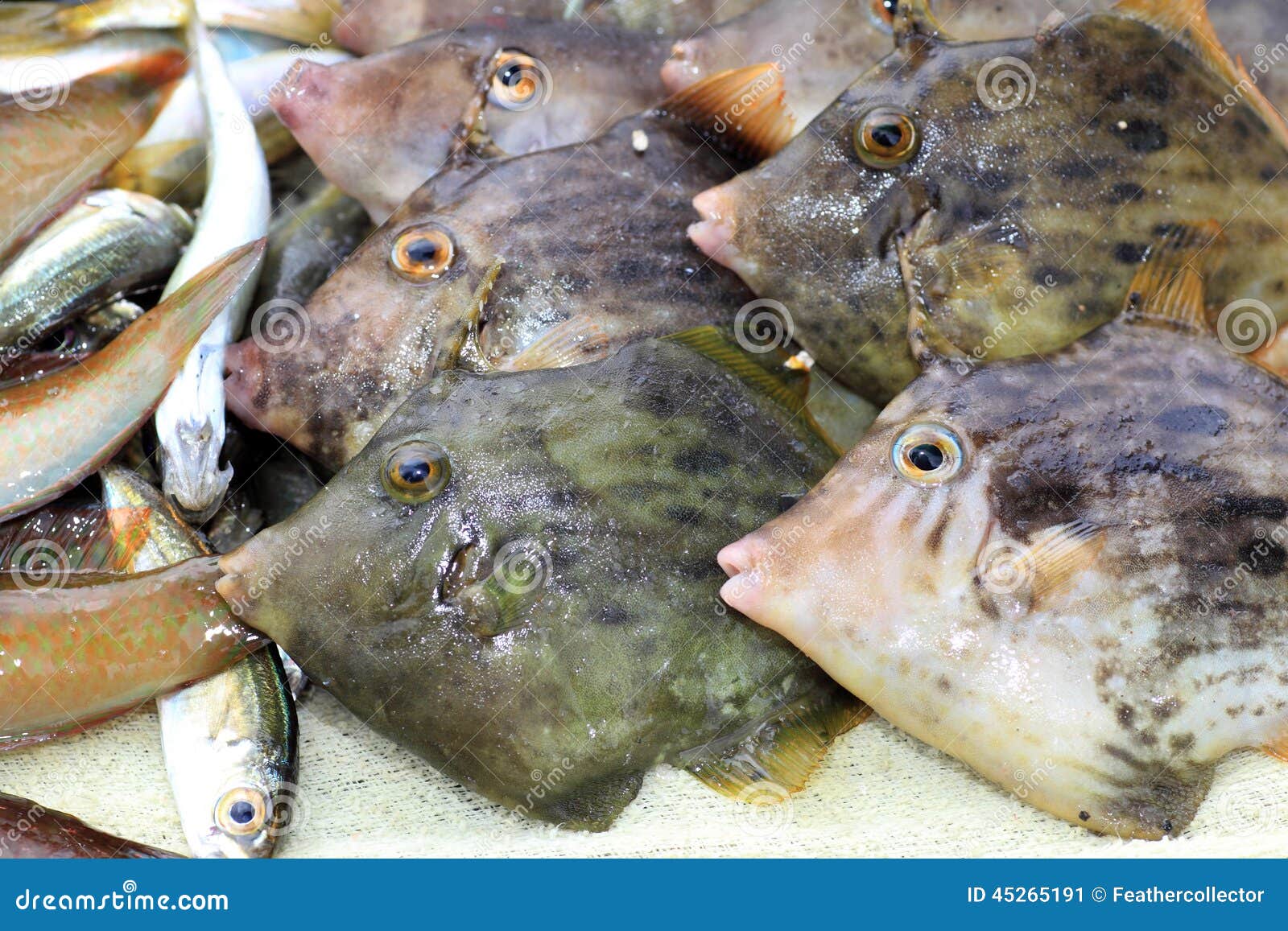 Thread-sail filefish stock image. Image of thread, pacific - 45265191