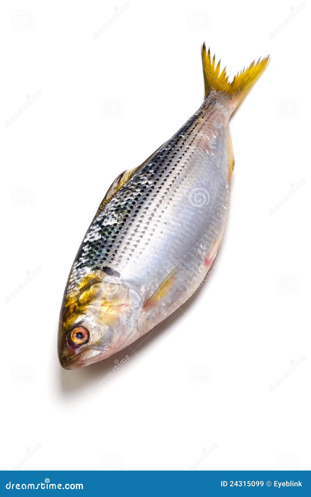 Thread shad stock image. Image of white, dinner, copy - 24315099
