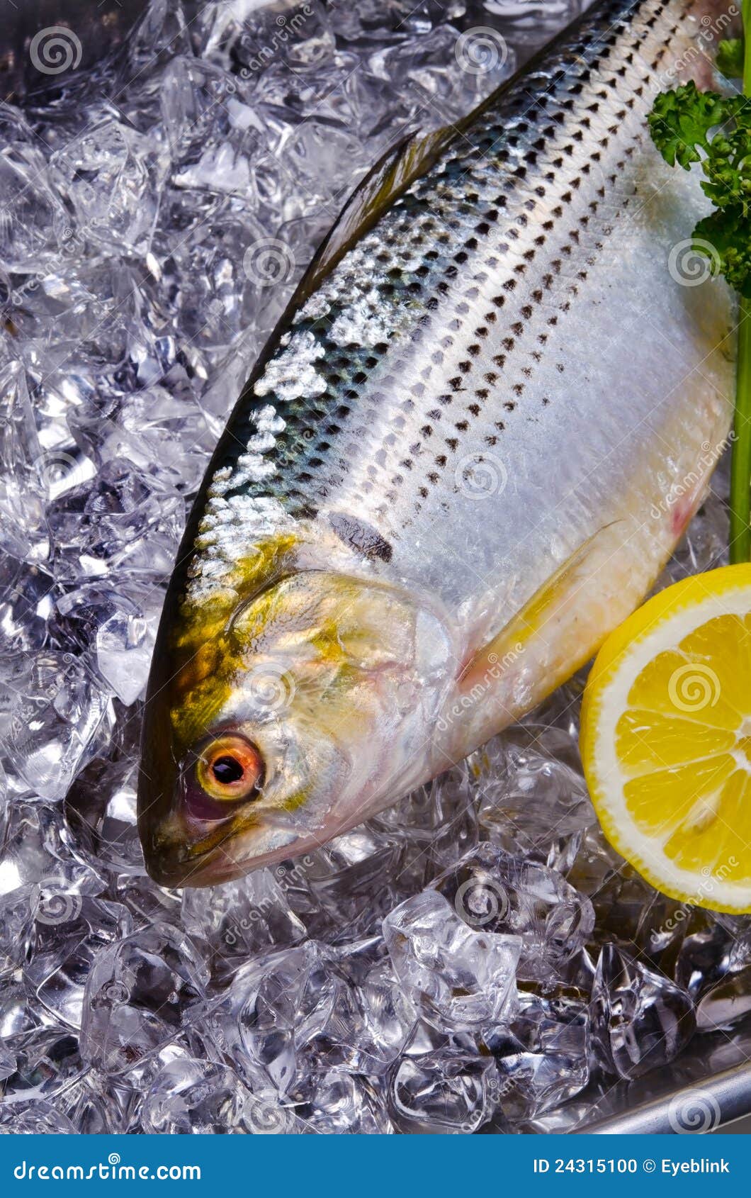Thread shad stock photo. Image of fish, healthy, aquatic - 24315100
