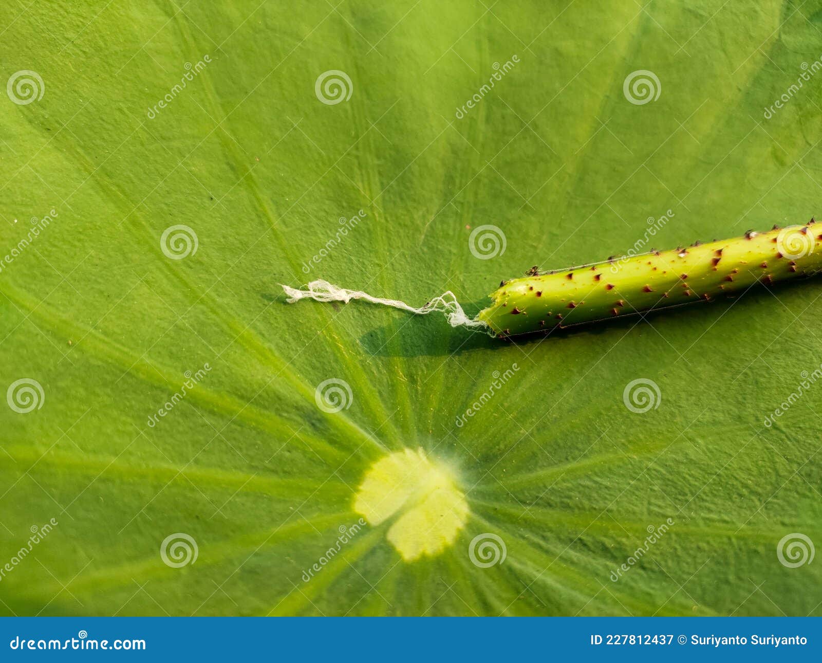 The Thread from the Stem of the Lotus Leaf Stock Image - Image of green ...