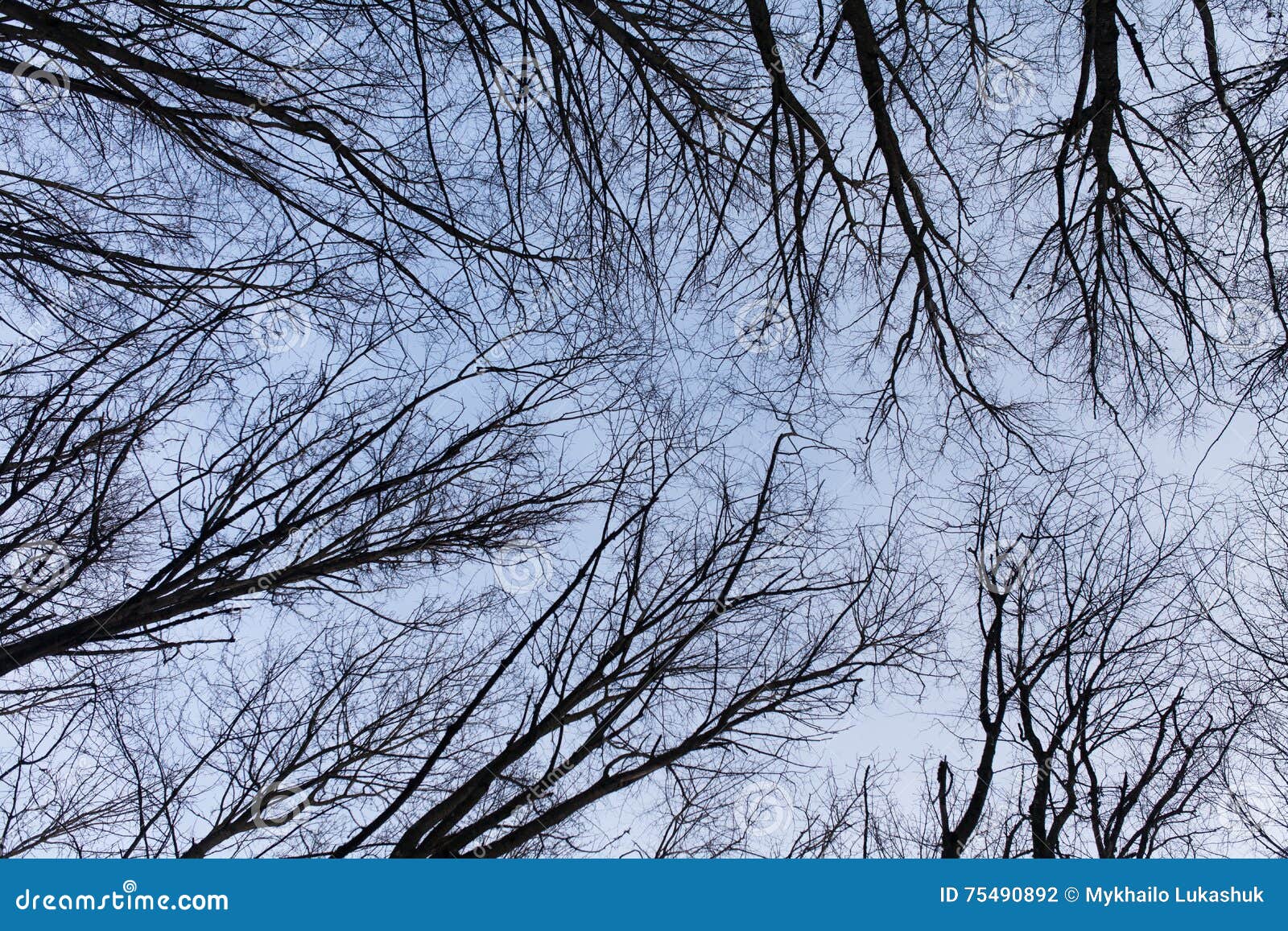 Thread of Trees on Sky Background Stock Photo - Image of outdoor, white ...