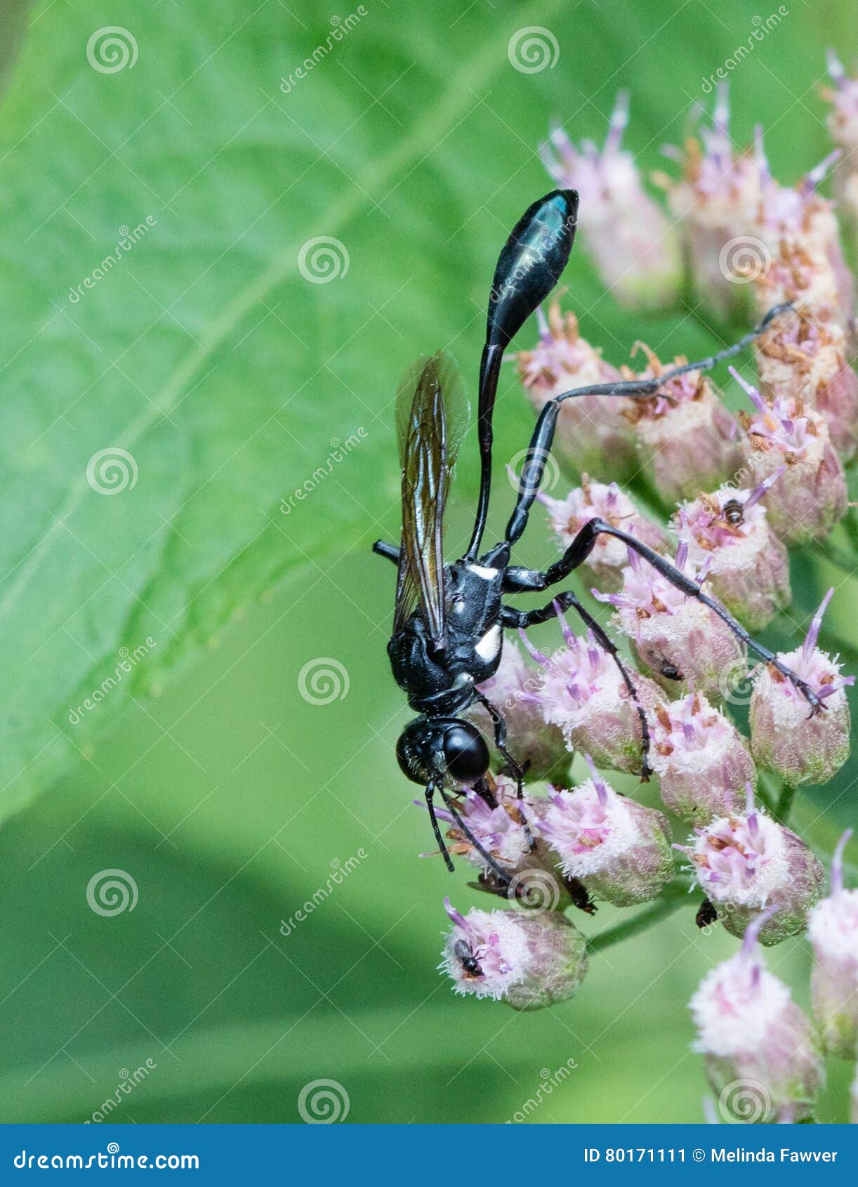 Thread Waisted Wasp, Sand Sphecid Wasp, Or Digger Wasp - Sphex Dorsalis ...
