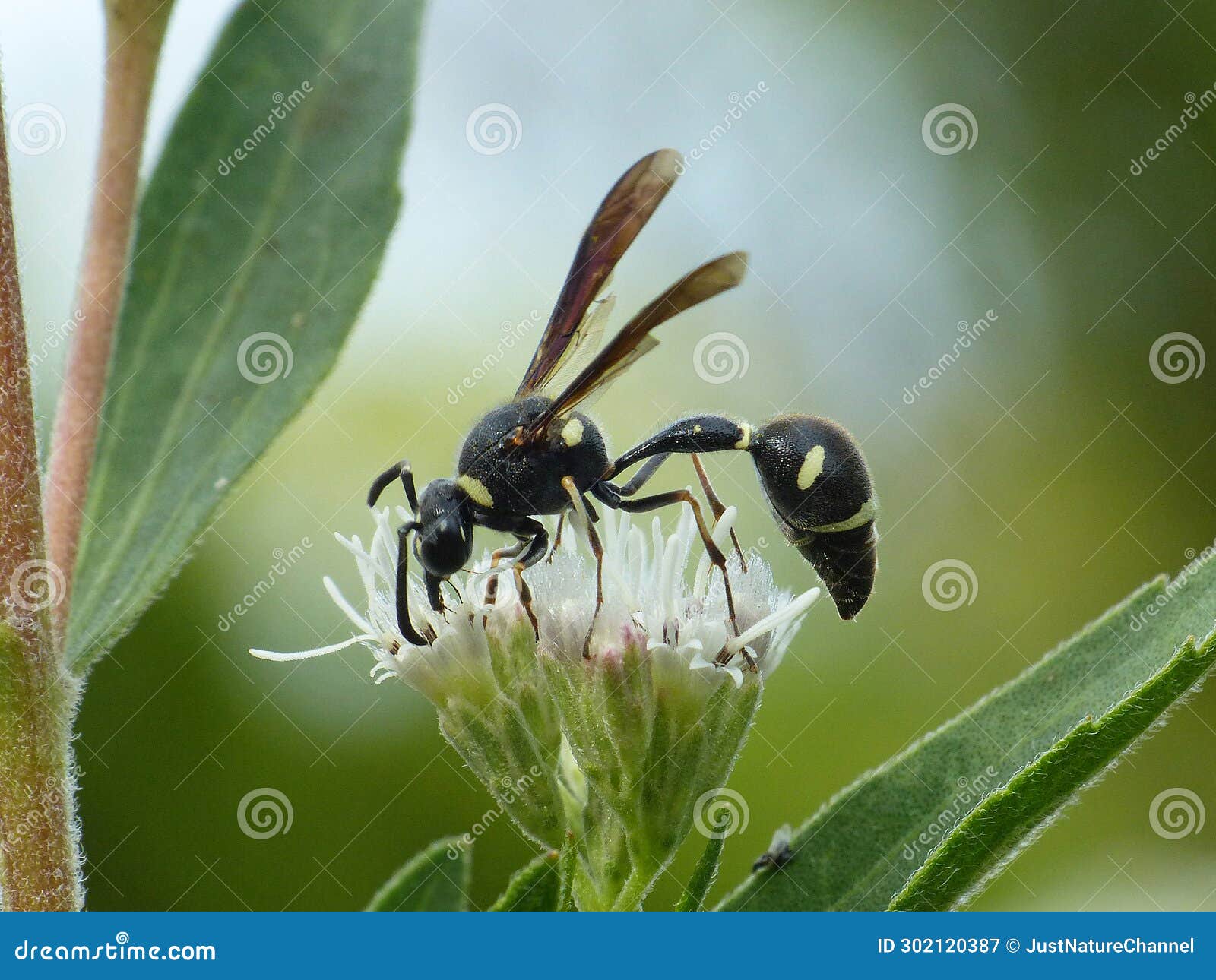 Thread Waisted Wasp, Sand Sphecid Wasp, Or Digger Wasp - Sphex Dorsalis ...