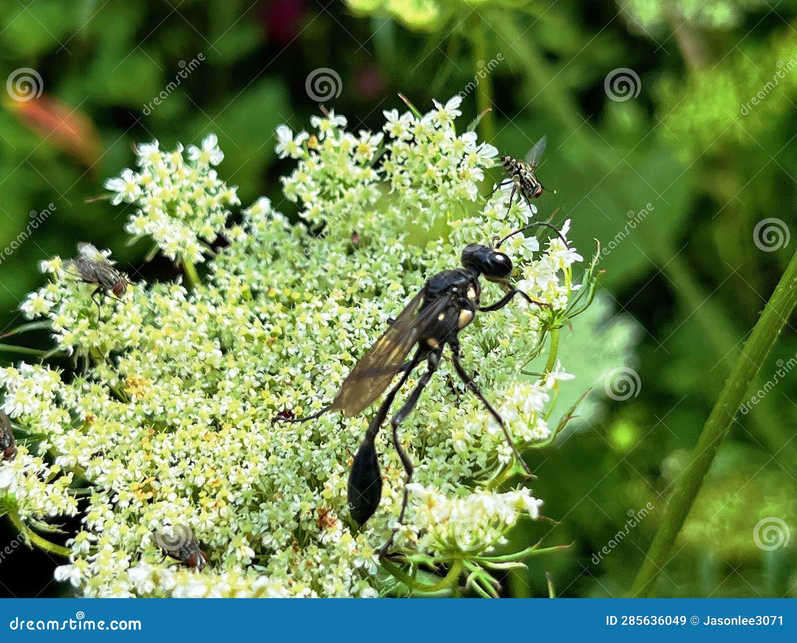 Thread Waisted Wasp, Sand Sphecid Wasp, Or Digger Wasp - Sphex Dorsalis ...