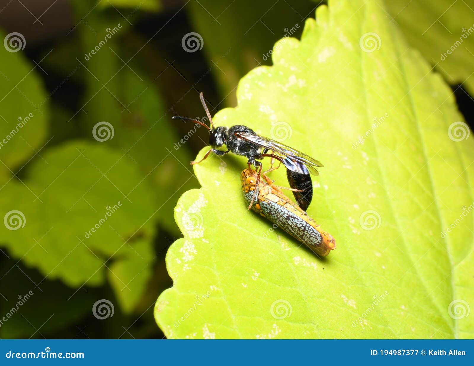 Thread Waisted Wasp, Sand Sphecid Wasp, Or Digger Wasp - Sphex Dorsalis ...