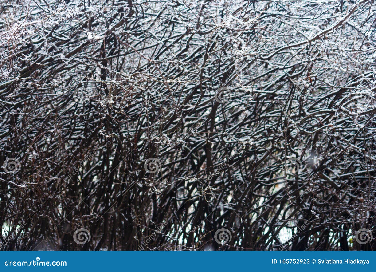 Branches Of Shrubs And Trees. Curly, Withered Sticks. Texture ...