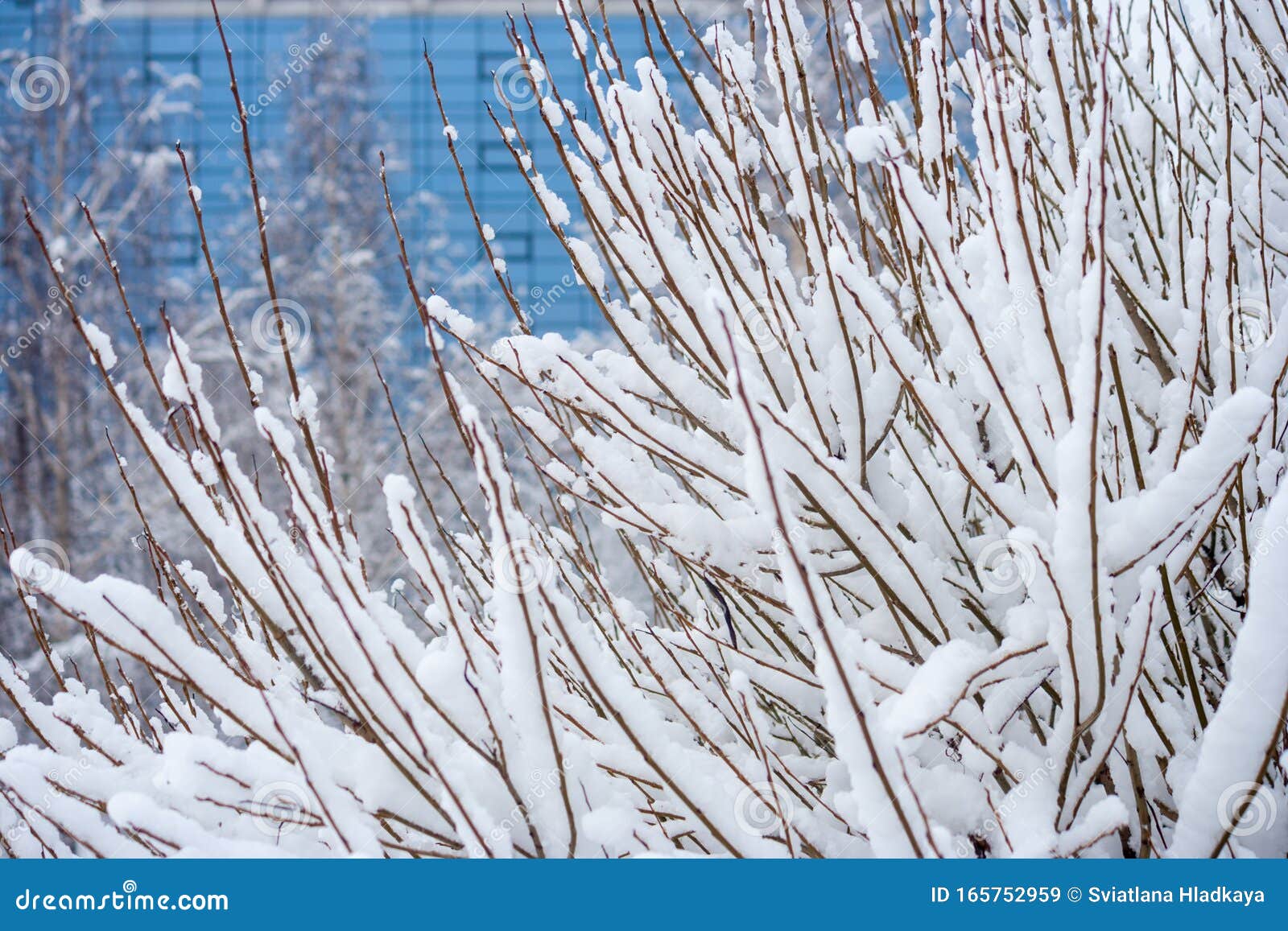 Branches Of Shrubs And Trees. Curly, Withered Sticks. Texture ...