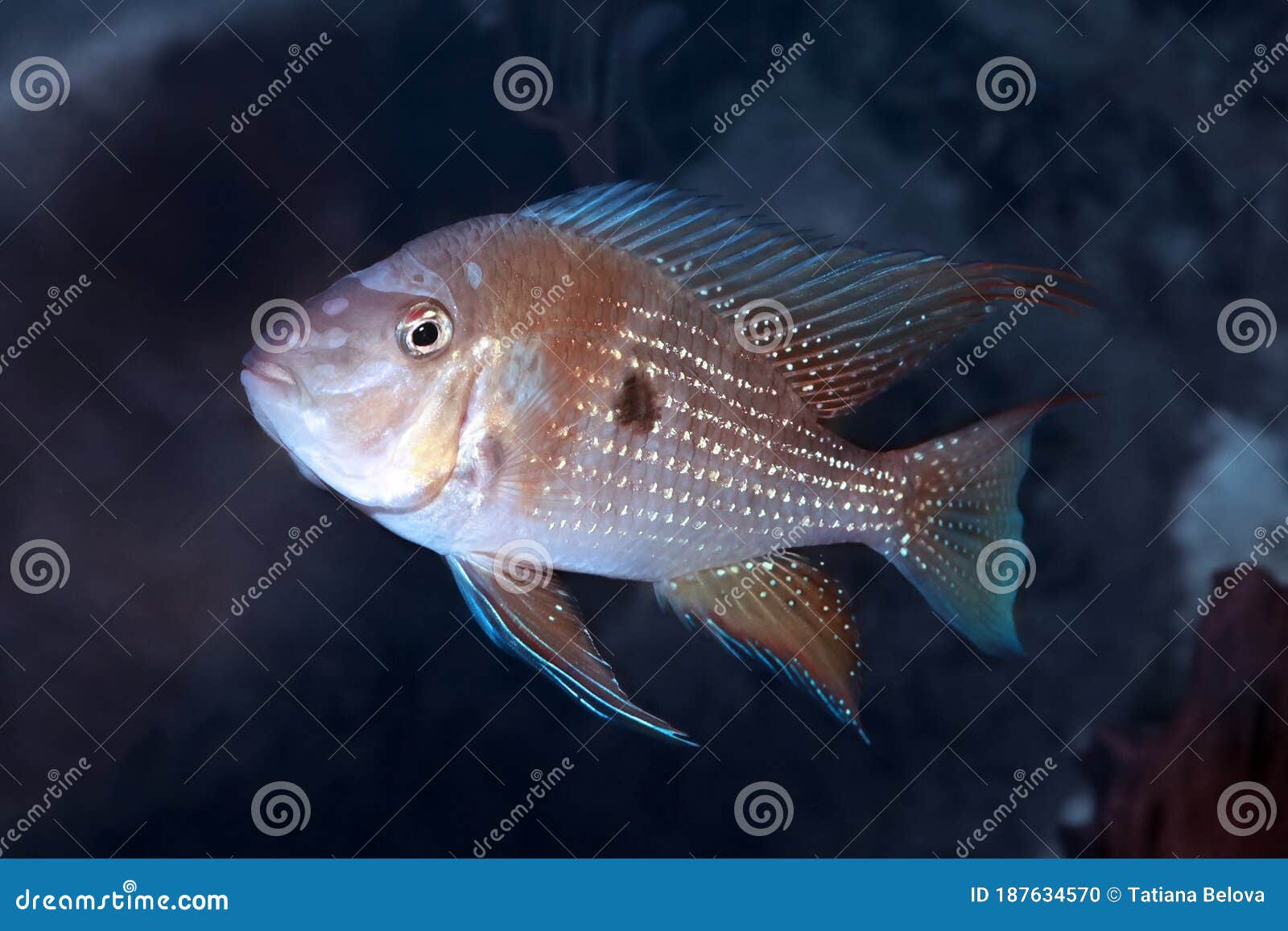 Threadfin Acara Acarichthys Heckelii Fish from Amazon Stock Photo ...