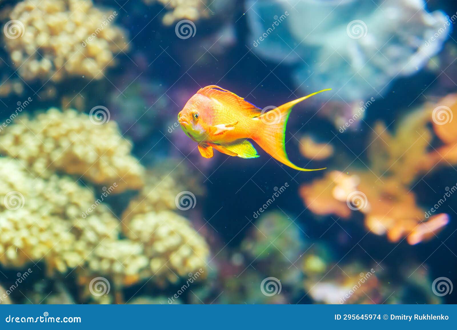 Threadfin Anthias Fish Underwater Stock Photo - Image of colorful ...
