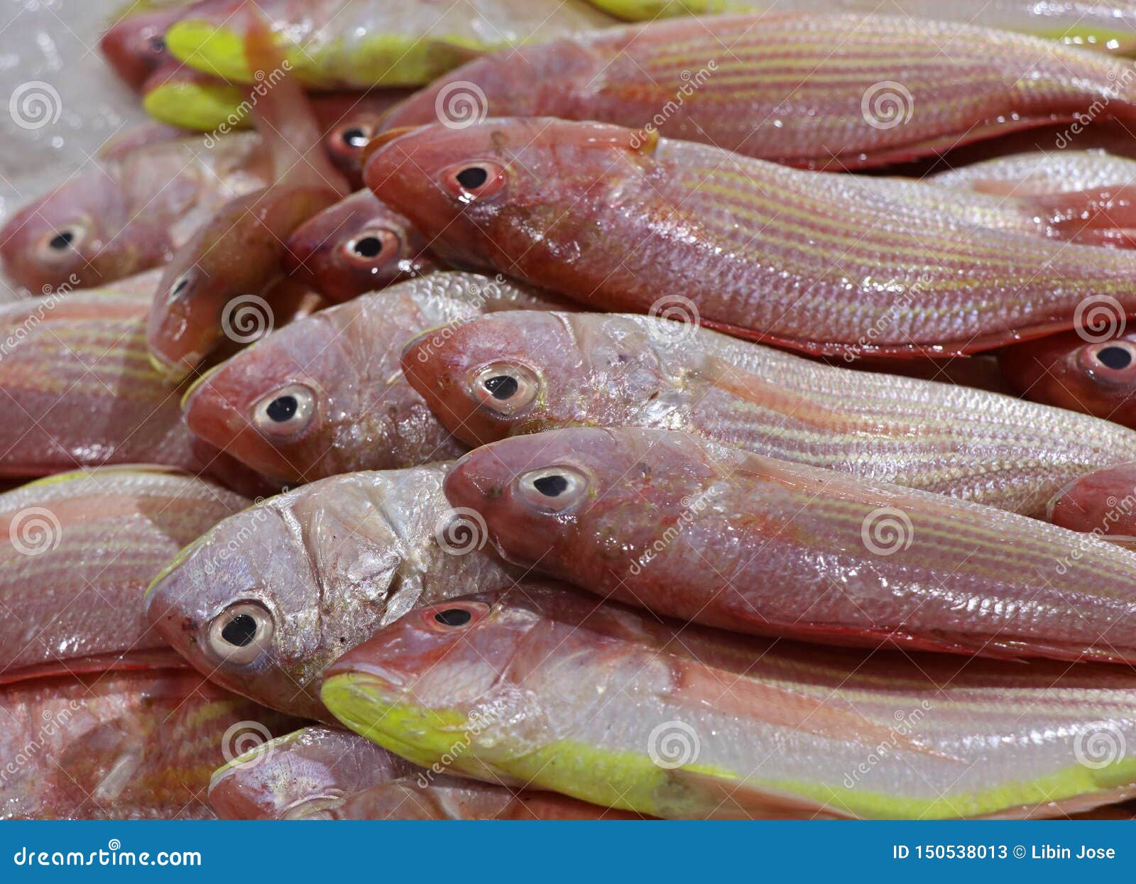 Thread Fin Bream Fish on Ice in a Market Stall Stock Image - Image of ...