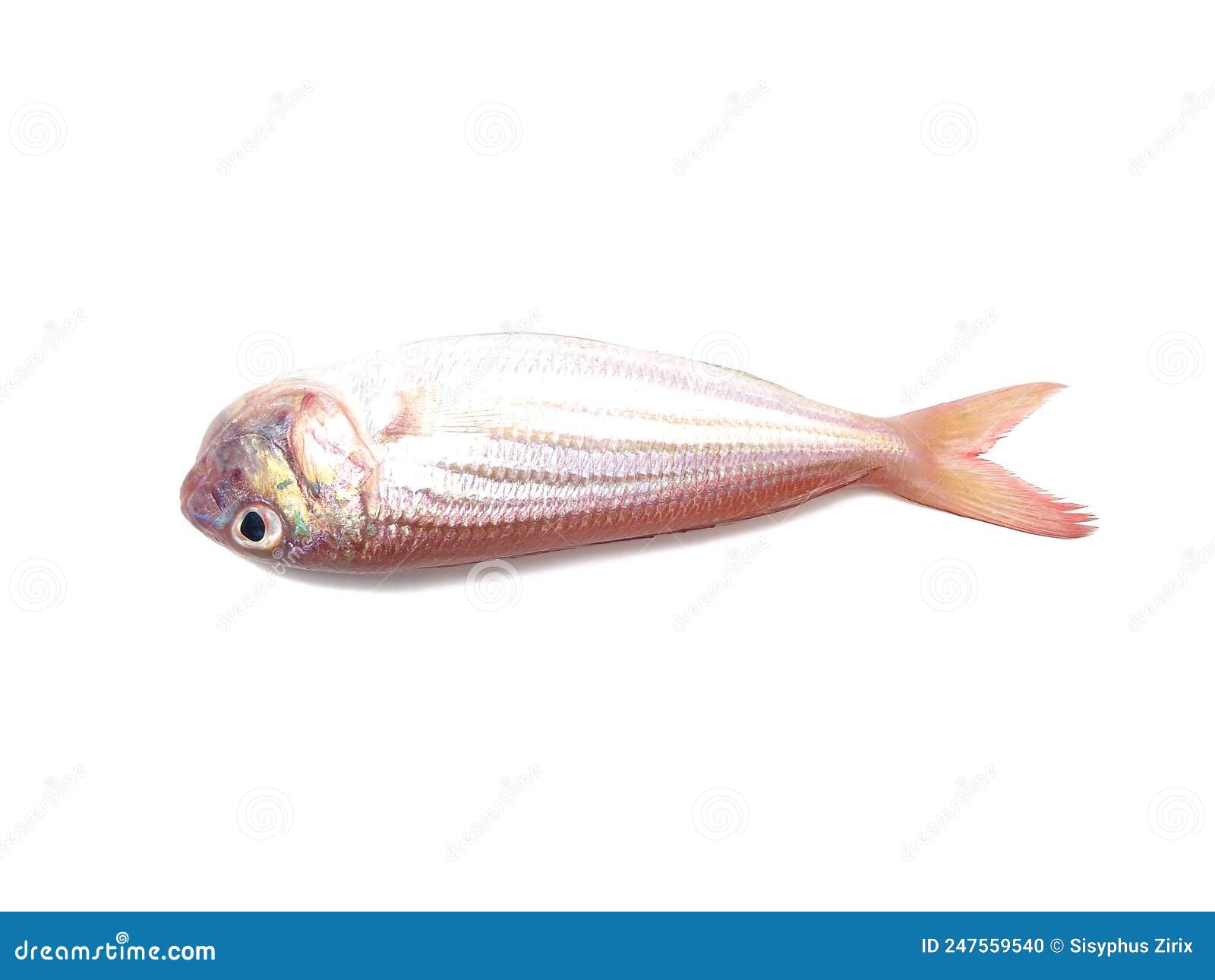 Threadfin Bream or Pink Perch Fish Isolated on White Background ...