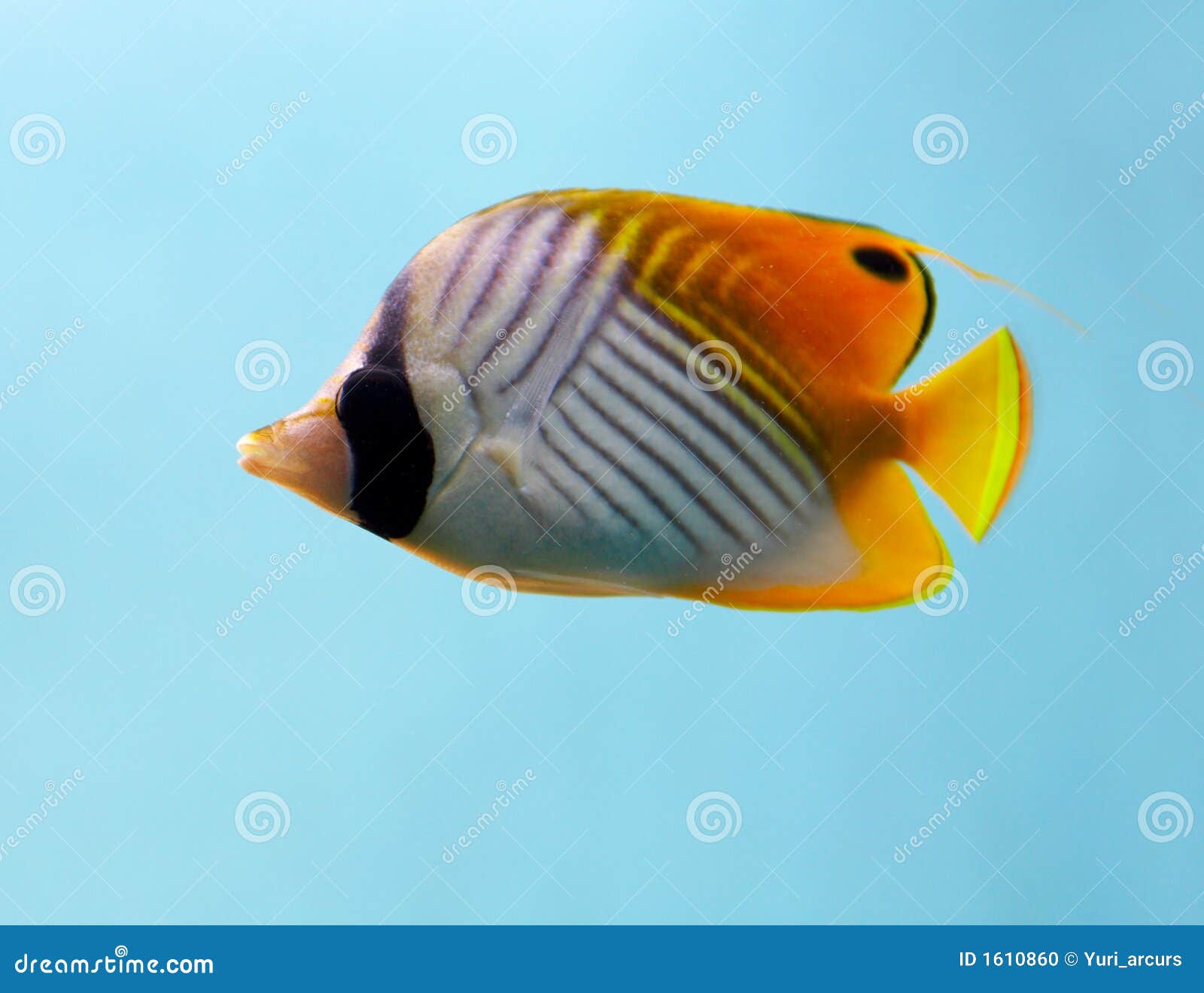 Threadfin Butterfly Fish or Chaetodon Auriga Stock Photo - Image of ...