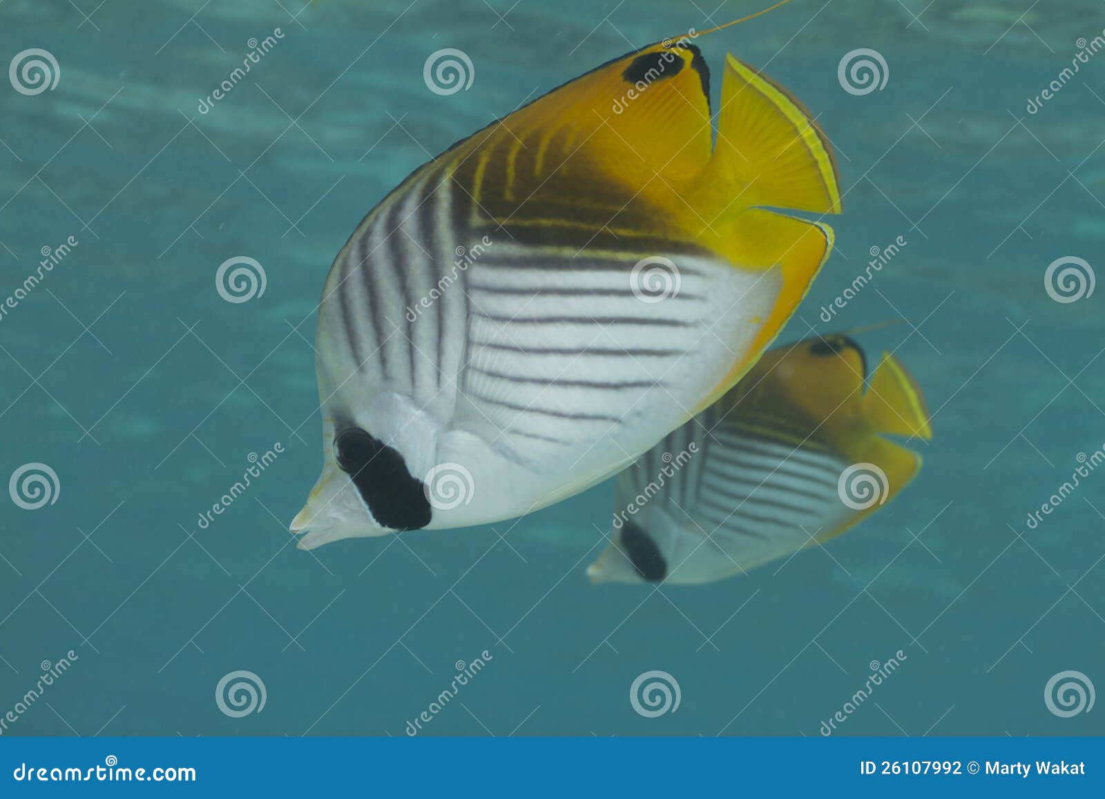 Threadfin Butterflyfish stock foto. Image of vreedzaam - 26107992