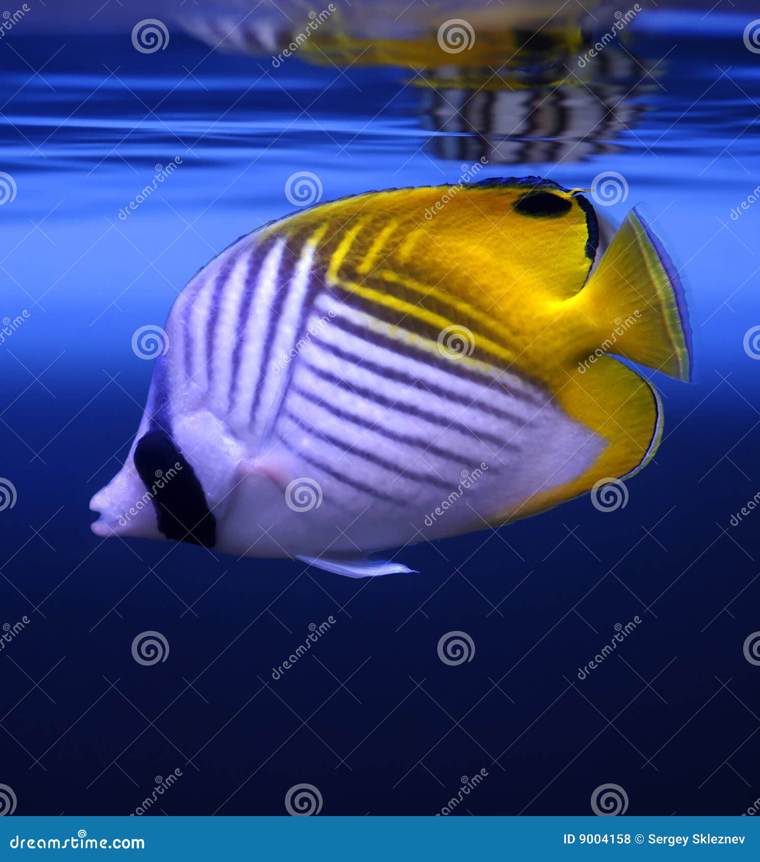Threadfin Butterflyfish stock photo. Image of animal, tropical - 9004158