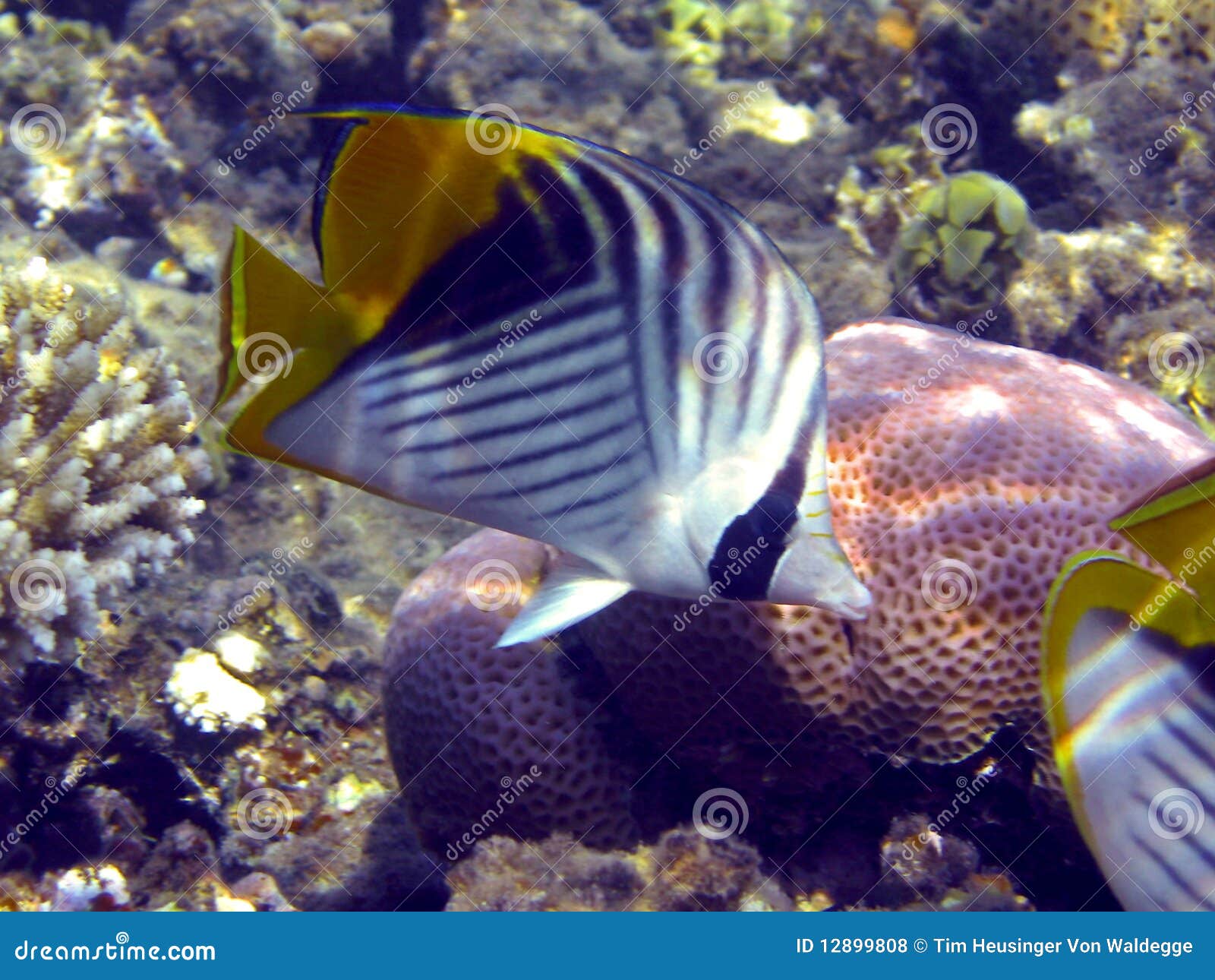 Threadfin Butterflyfish (Chaetodon Auriga) Stock Photo - Image of life ...