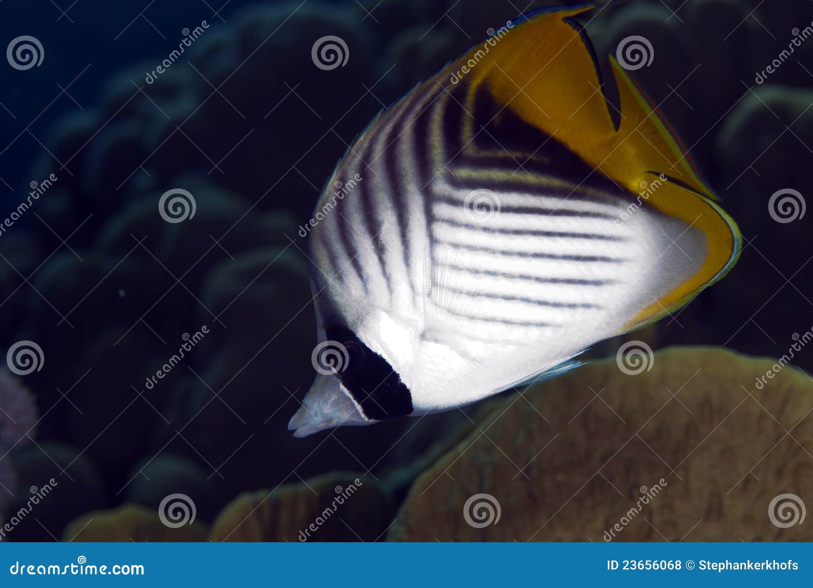 Threadfin Butterflyfish (chaetodon Auriga) Stock Photo - Image of ...