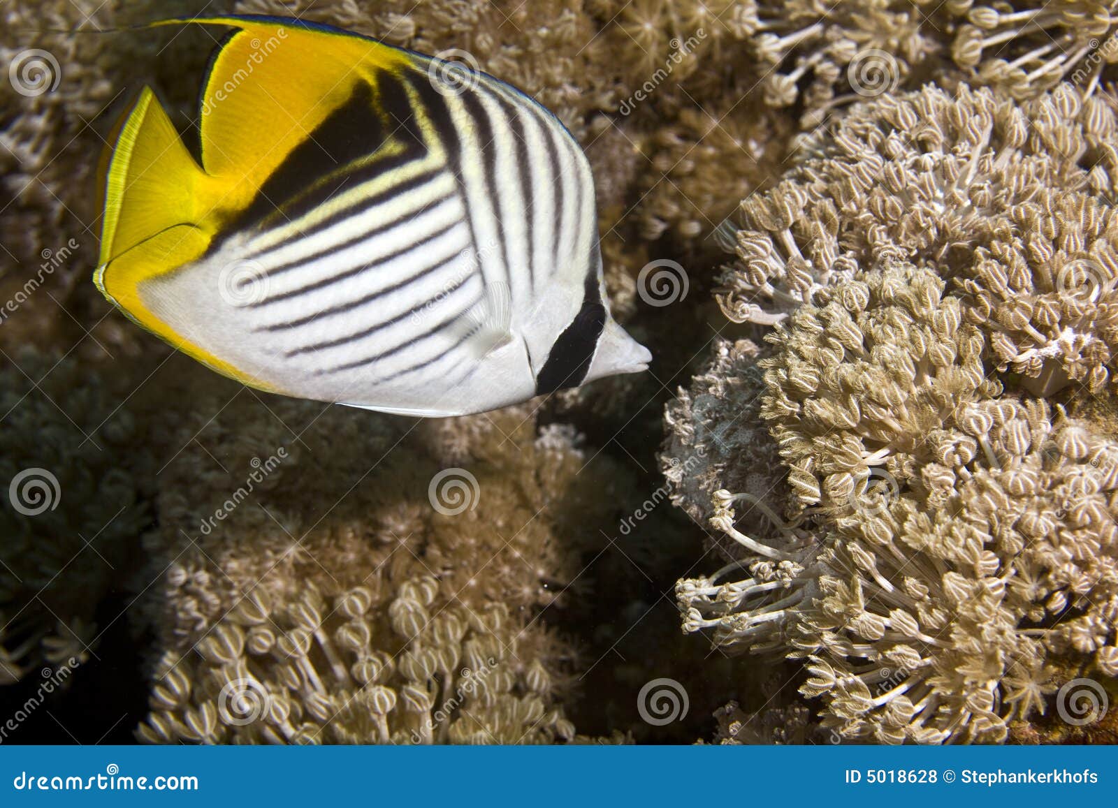 Threadfin Butterflyfish (chaetodon Auriga) Picture. Image: 5018628
