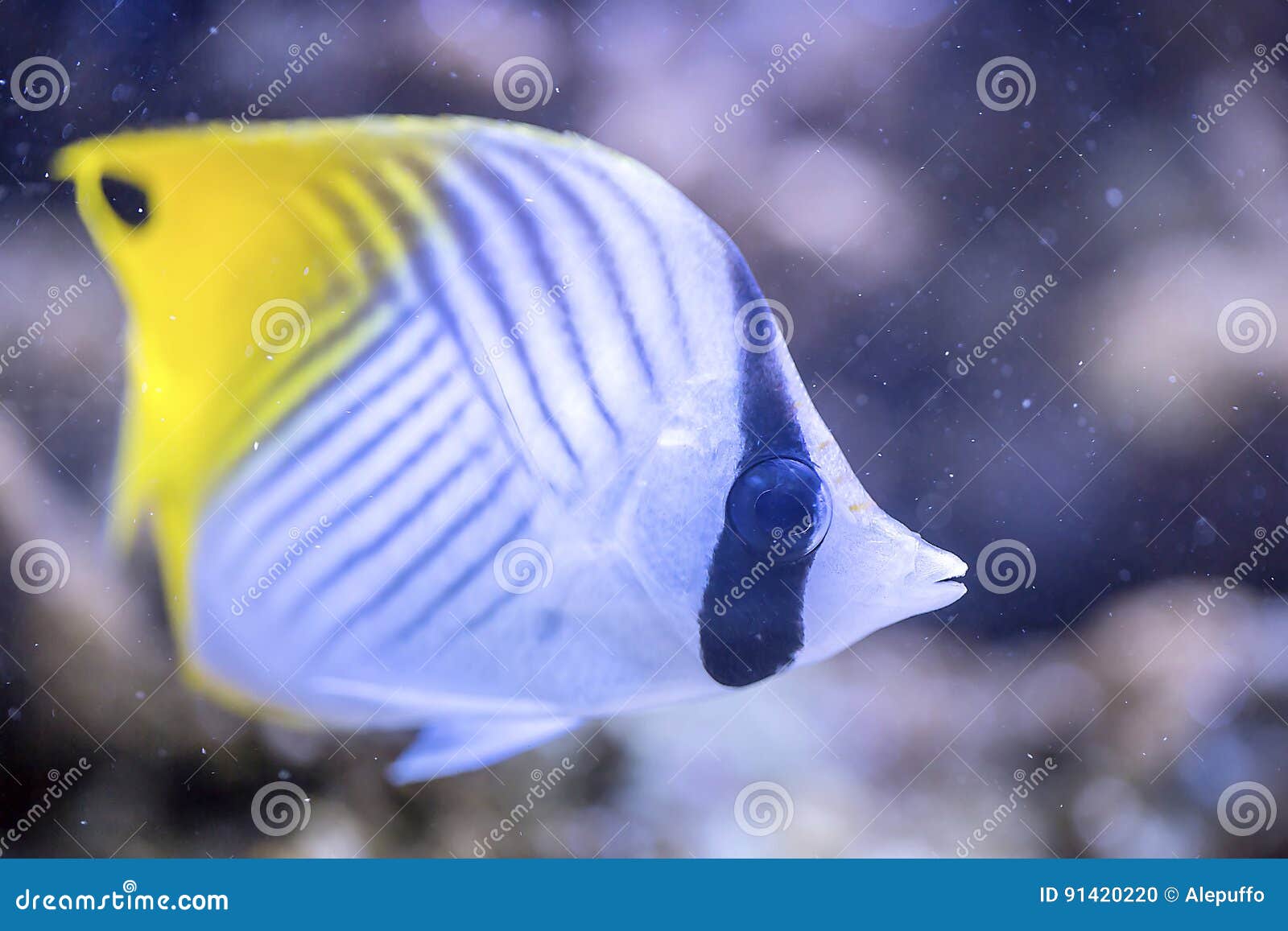 Threadfin Butterflyfish - Chaetodon Auriga Stock Photo - Image of ...