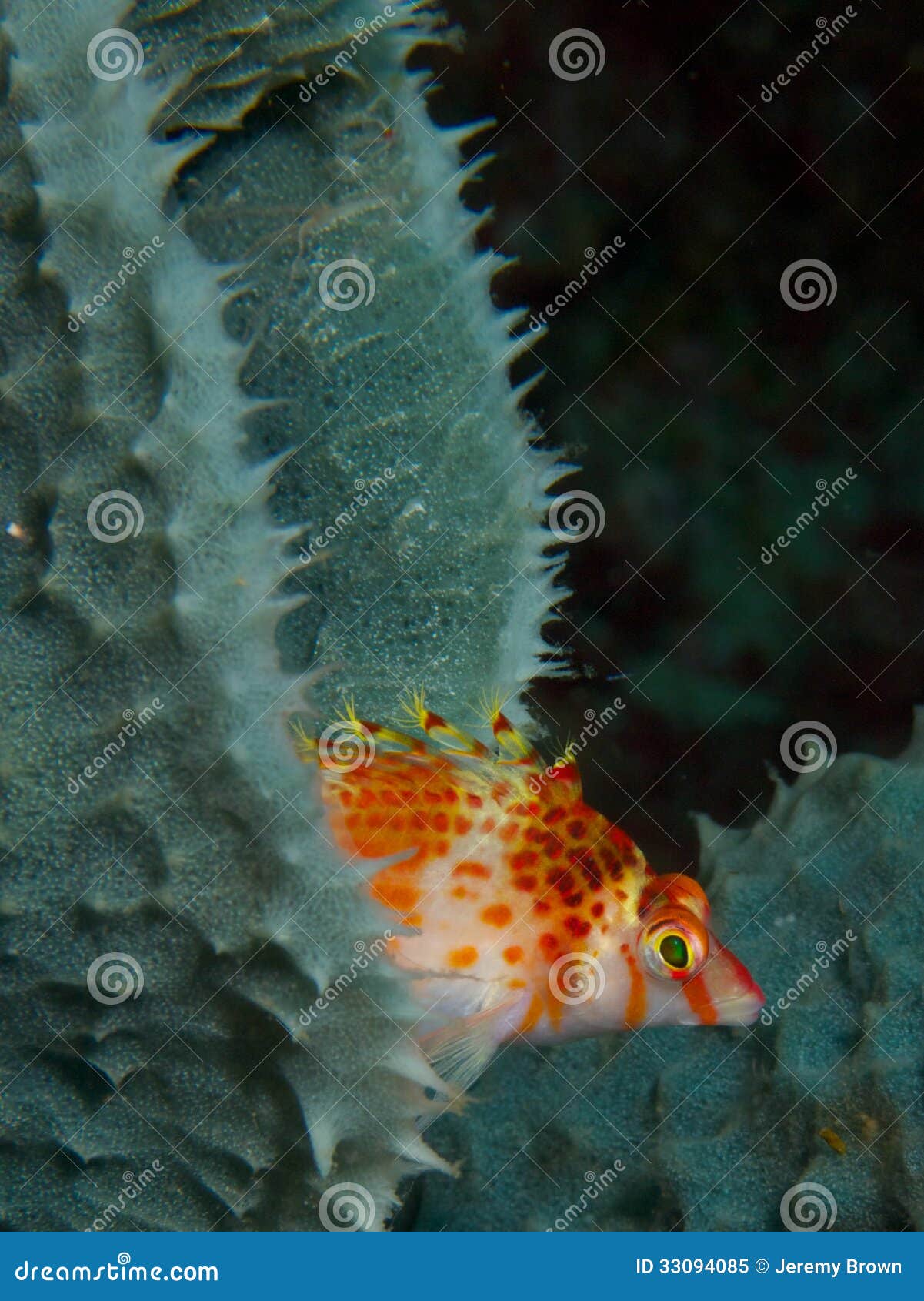 Threadfin Hawkfish stock image. Image of nature, underwater - 33094085