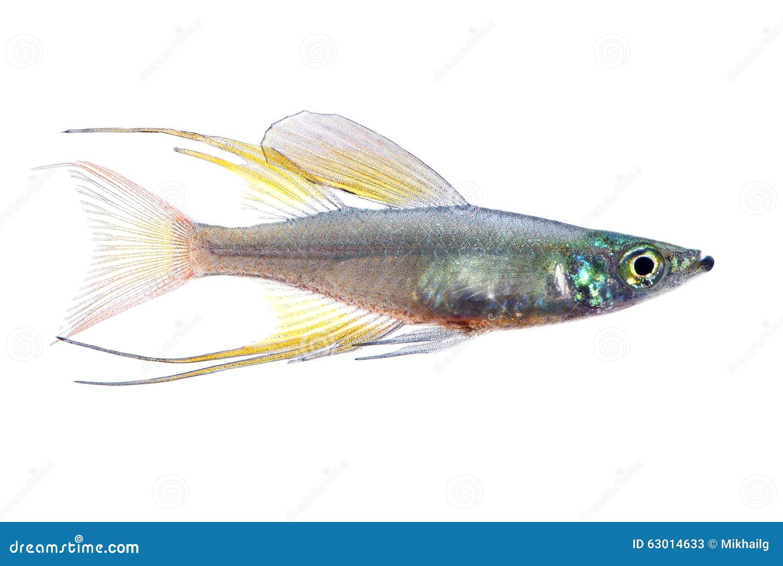 Threadfin rainbowfish stock afbeelding. Image of mannetje - 63014633