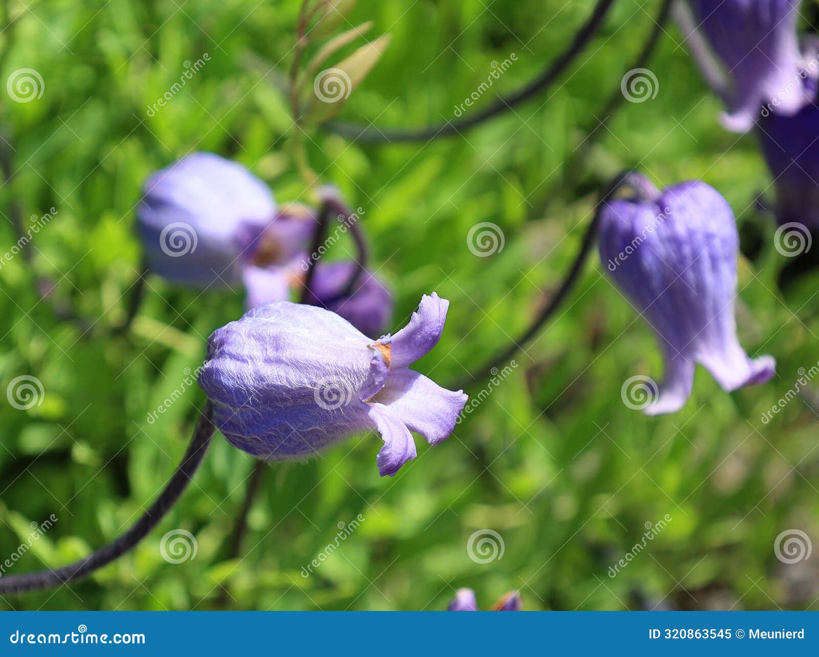 Threadleaf Bluestar (Amsonia Hubrichtii) Stock Image - Image of ...