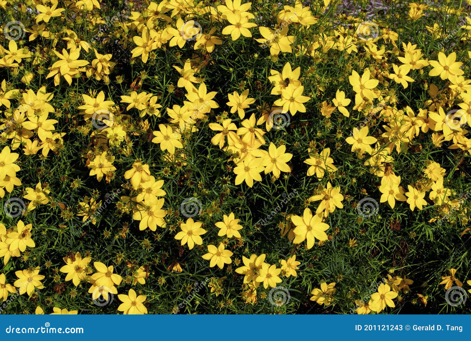 Threadleaf Coreopsis 820191 Stock Image - Image of verticillata, hales ...