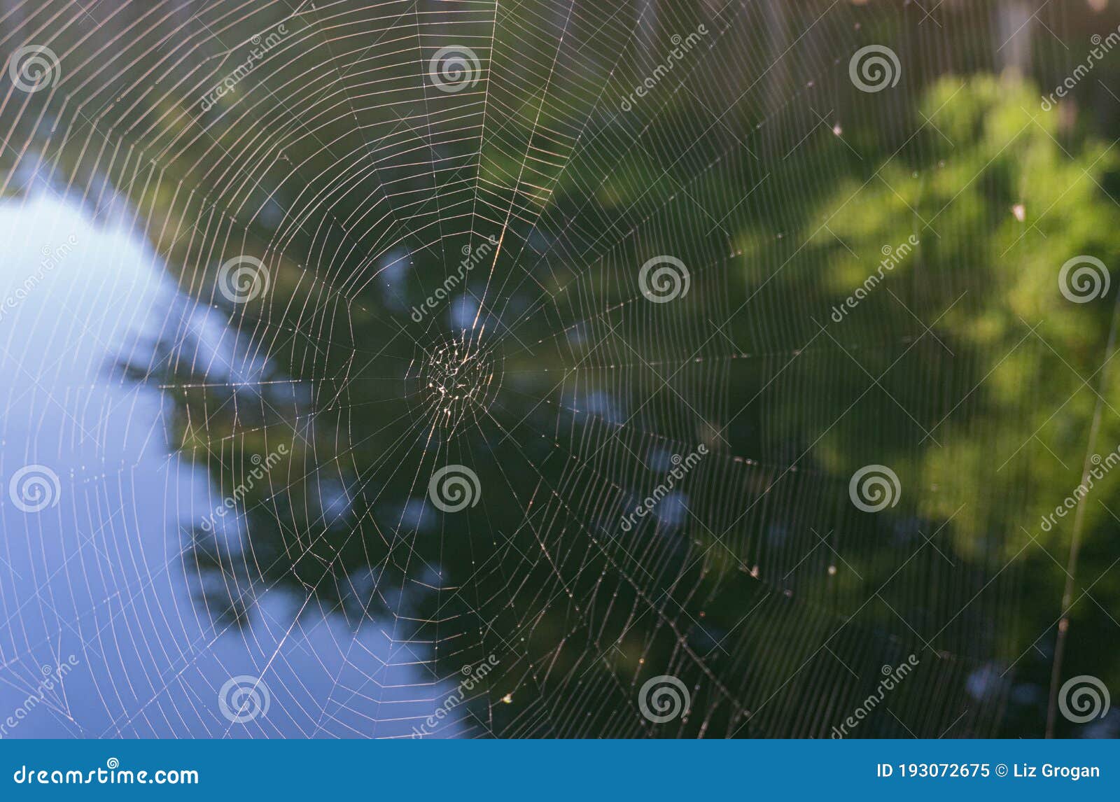 The Threads of a Spider`s Web Up Close in a Circular Pattern Stock ...
