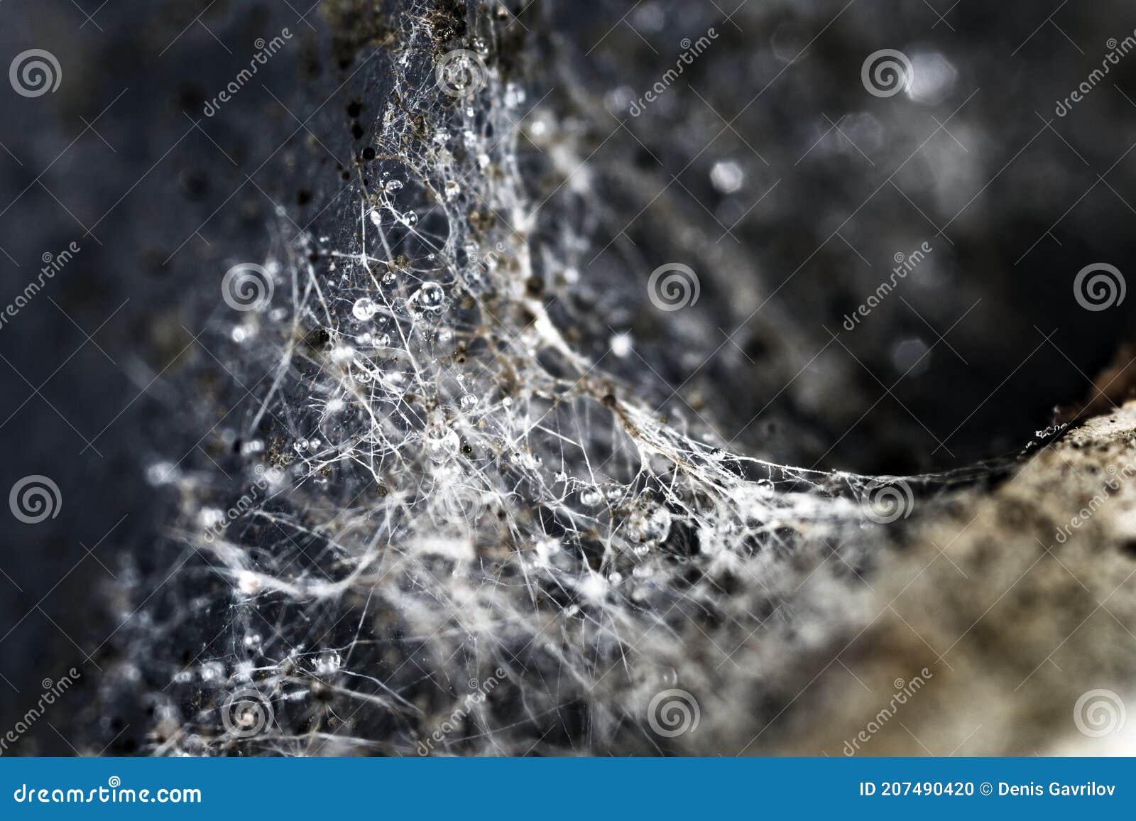 Threads of White Mold Like a Spider Web with Drops of Water. Stock ...