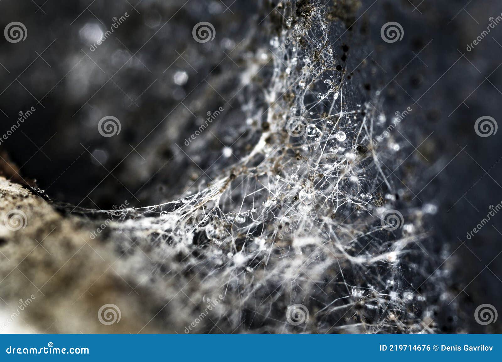 Threads of White Mold, Like a Spider Web, with Drops of Water Stock ...