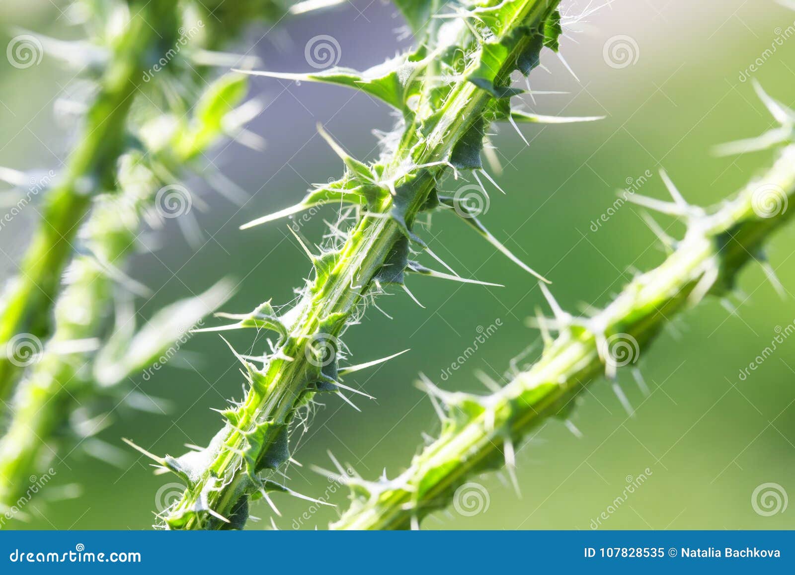 Threat Green Stem of a Bush of Thistles with Sharp and Long Spin Stock ...