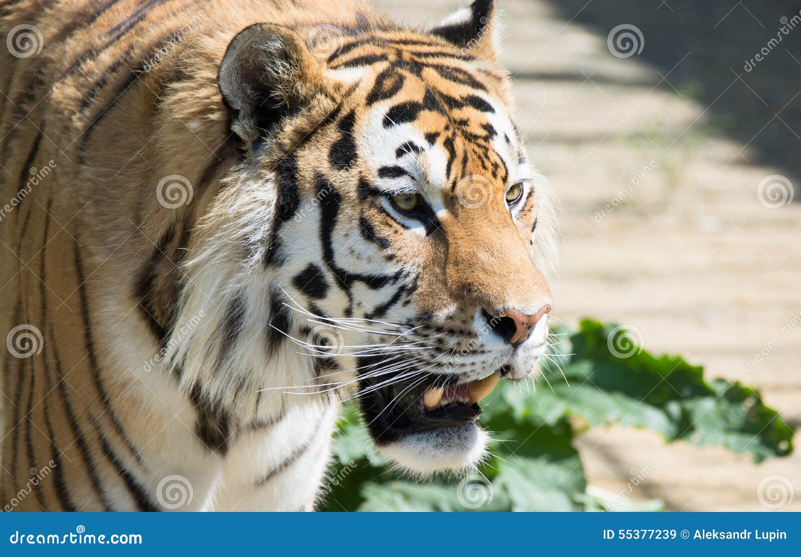 Threat grinning tiger stock image. Image of fangs, threat - 55377239