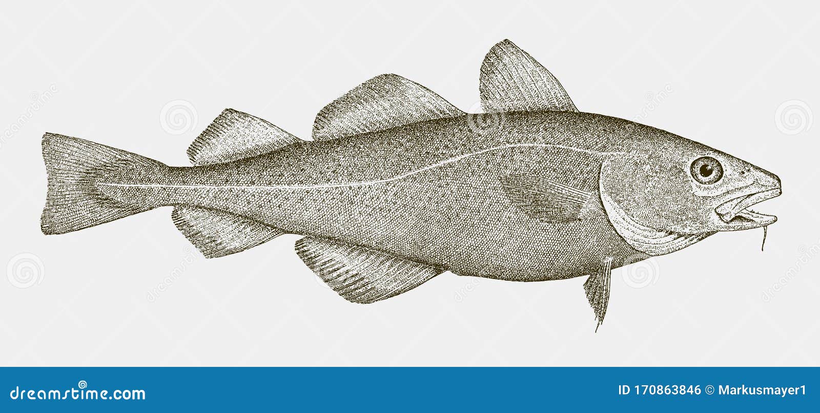 Threatened Atlantic Cod in Side View Stock Vector - Illustration of ...
