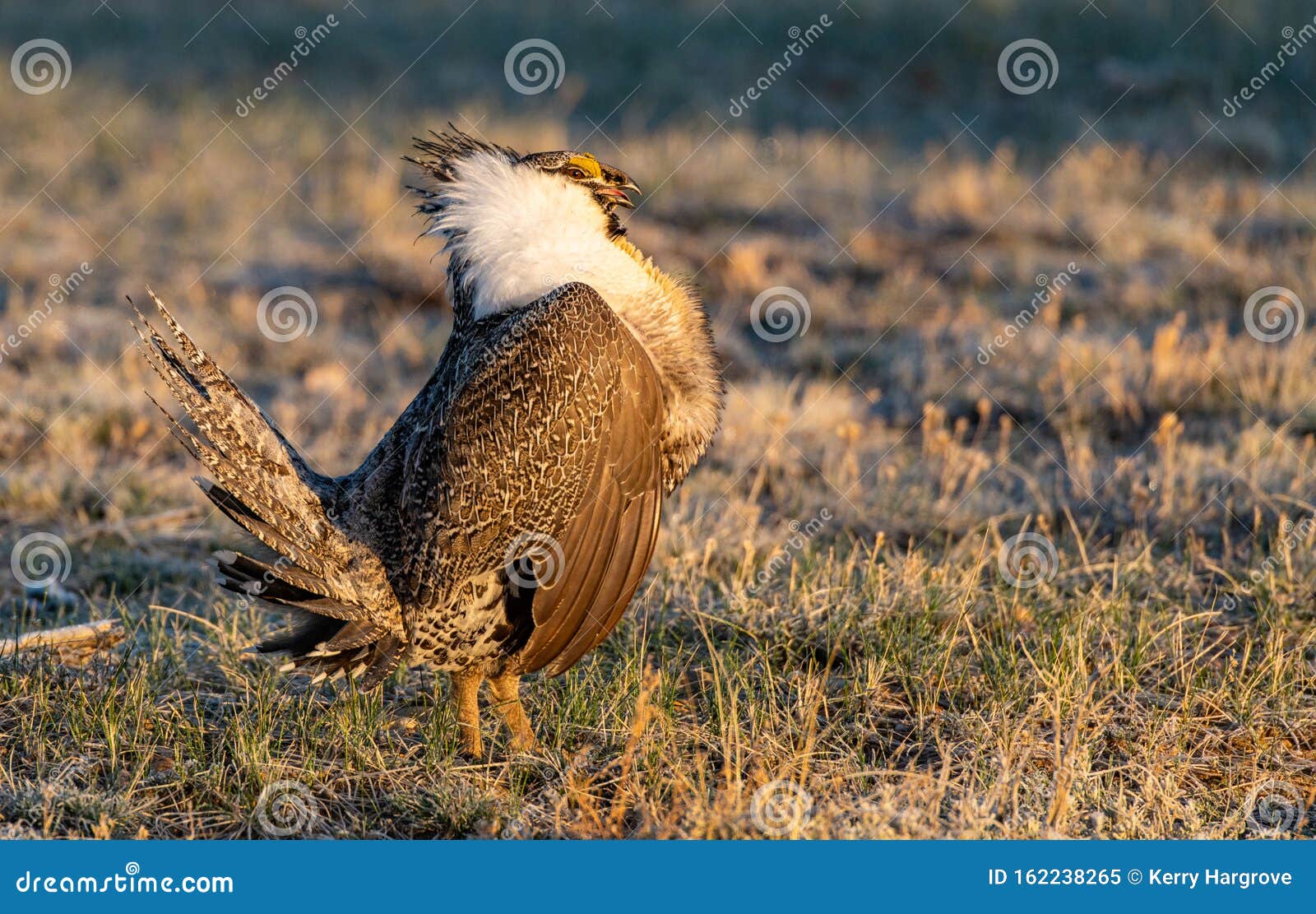 A Threatened Greater Sage Grouse on a Breeding Lek Stock Image - Image ...