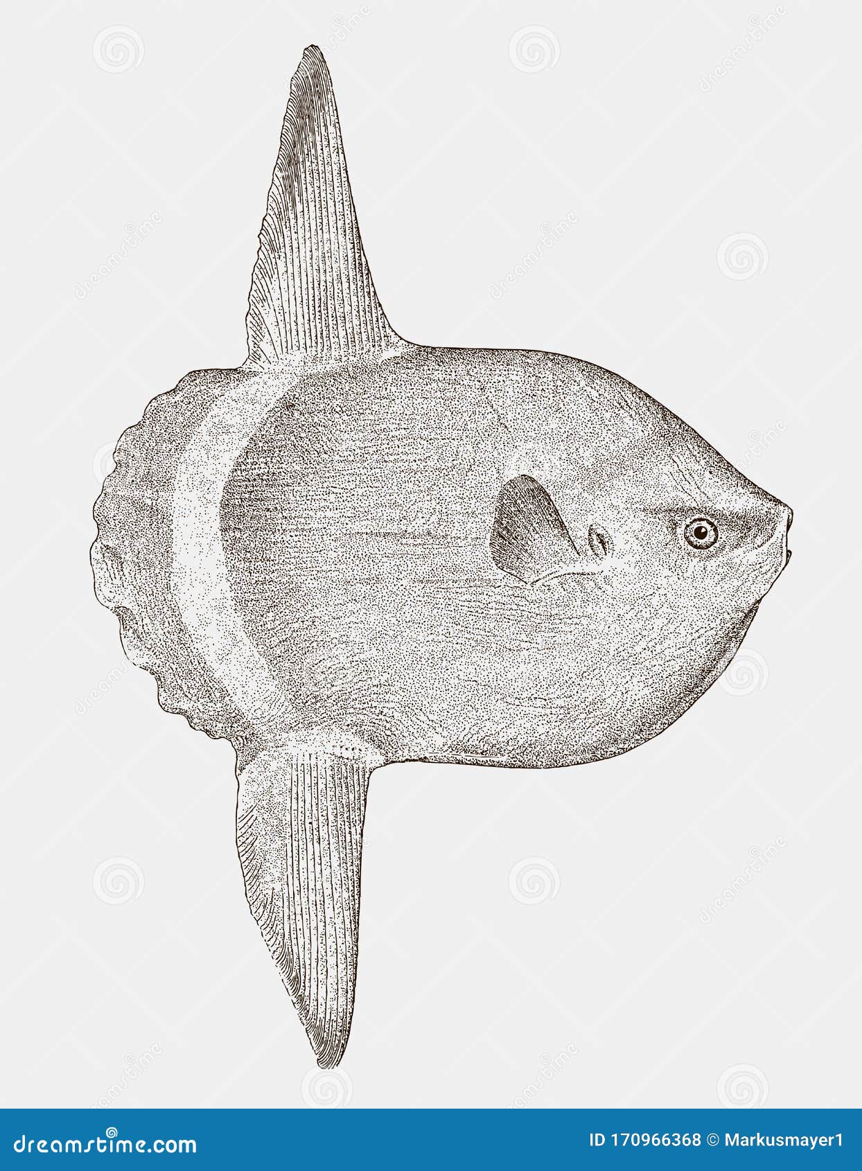 Threatened Ocean Sunfish in Side View Stock Vector - Illustration of ...