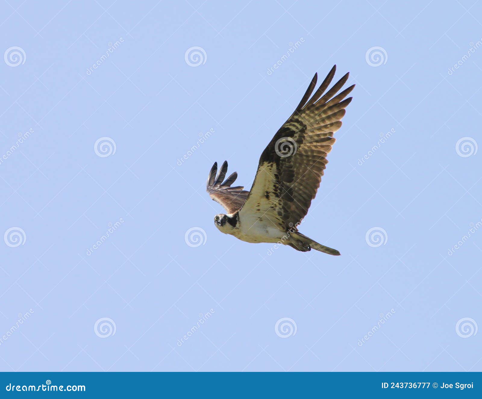 A Threatened Stare of an Osprey Flying in Mid Air with the Underside ...