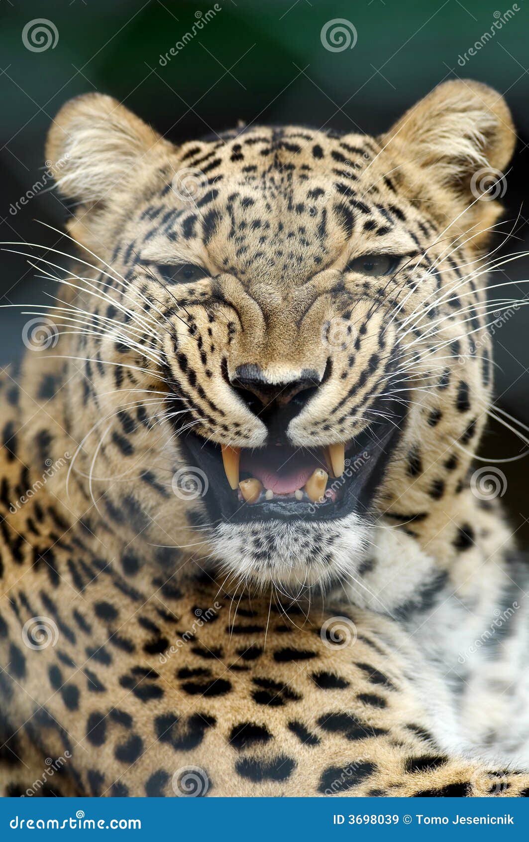 Threatening leopard stock image. Image of beast, mouth - 3698039