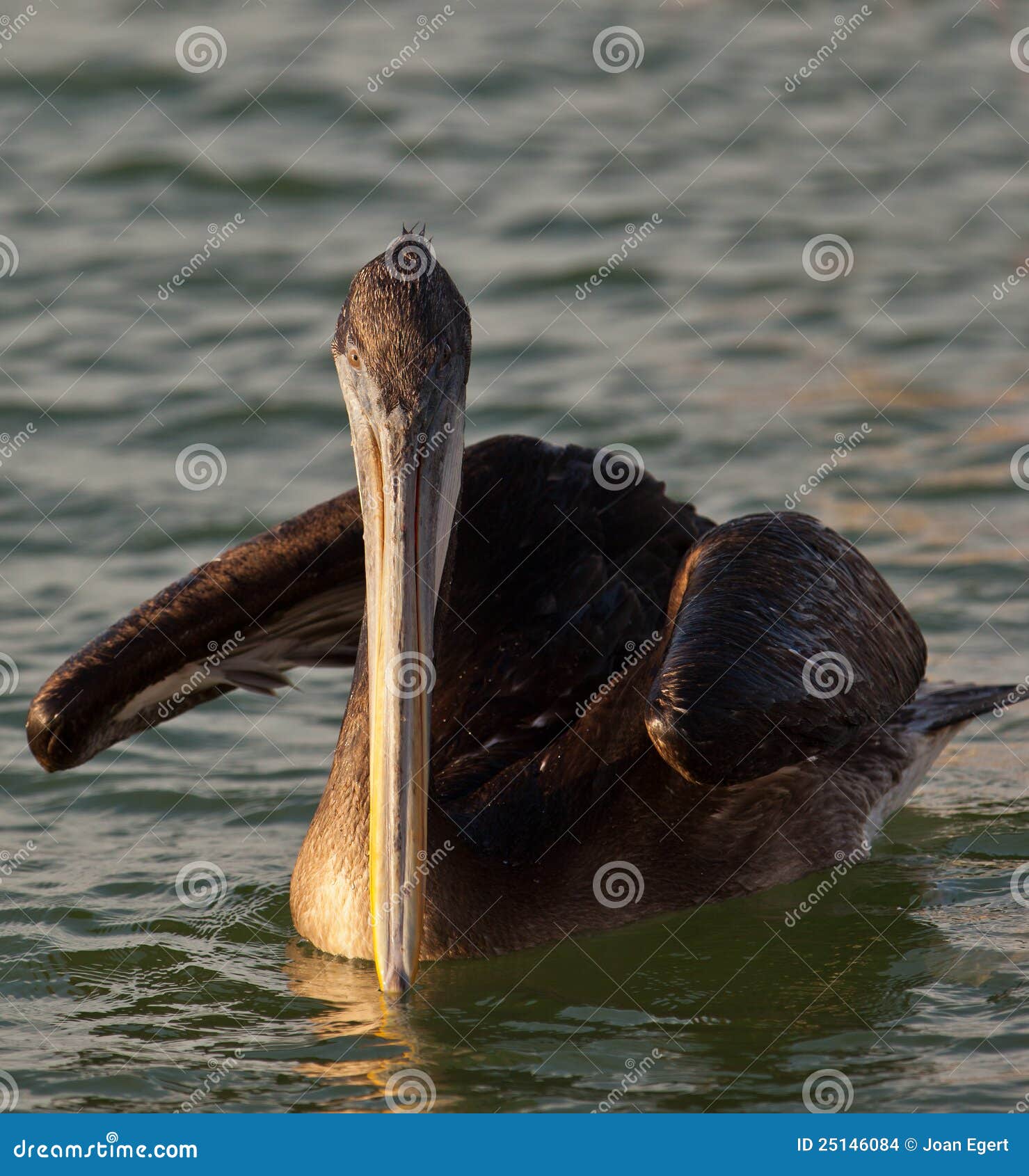 Threatening Peruvian Pelican Stock Photo - Image of natural, looking ...