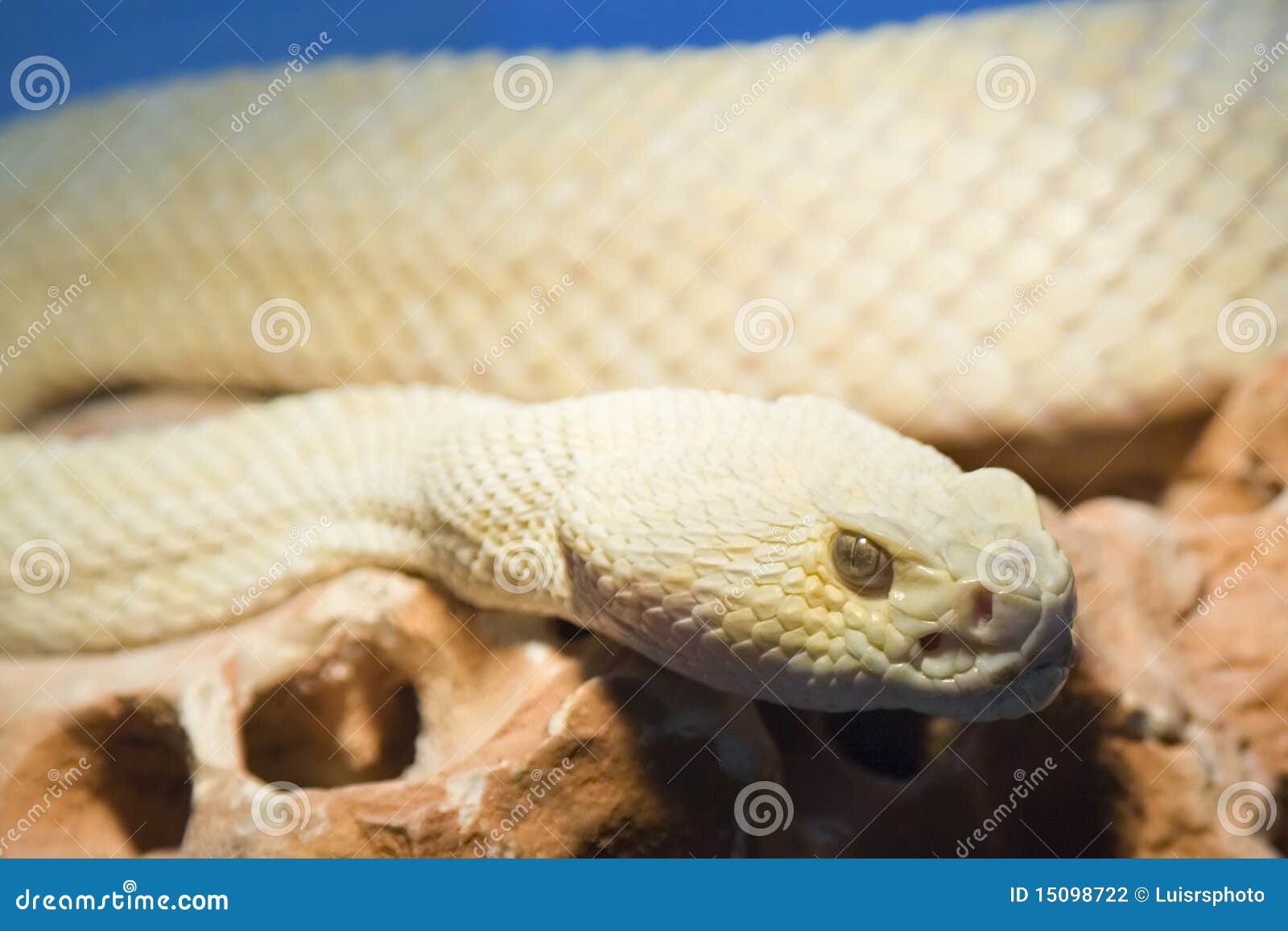 Threatening snake stock photo. Image of menace, nature - 15098722