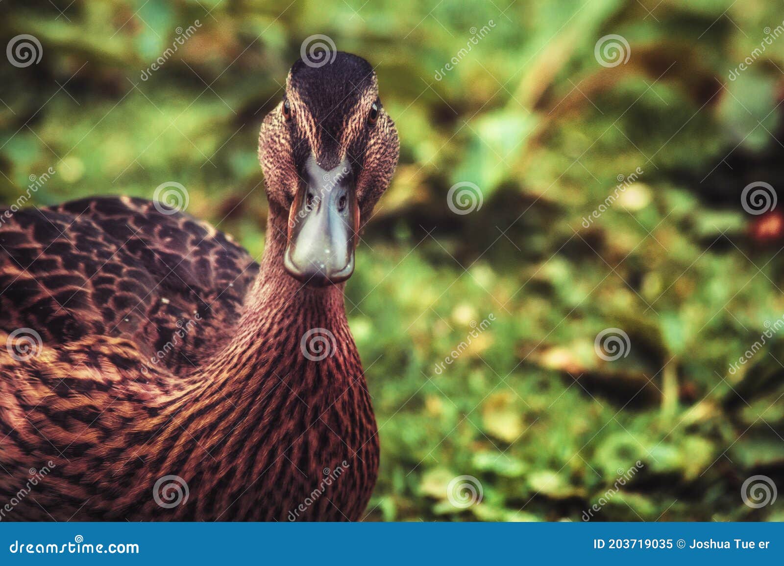 Intense duck stock image. Image of wing, swan, fowl - 203719035